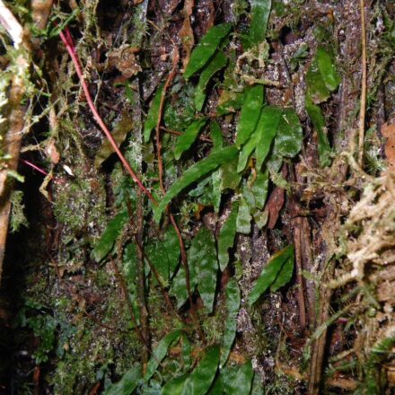 Dipteris novoguineensis | Ferns and Lycophytes of the World