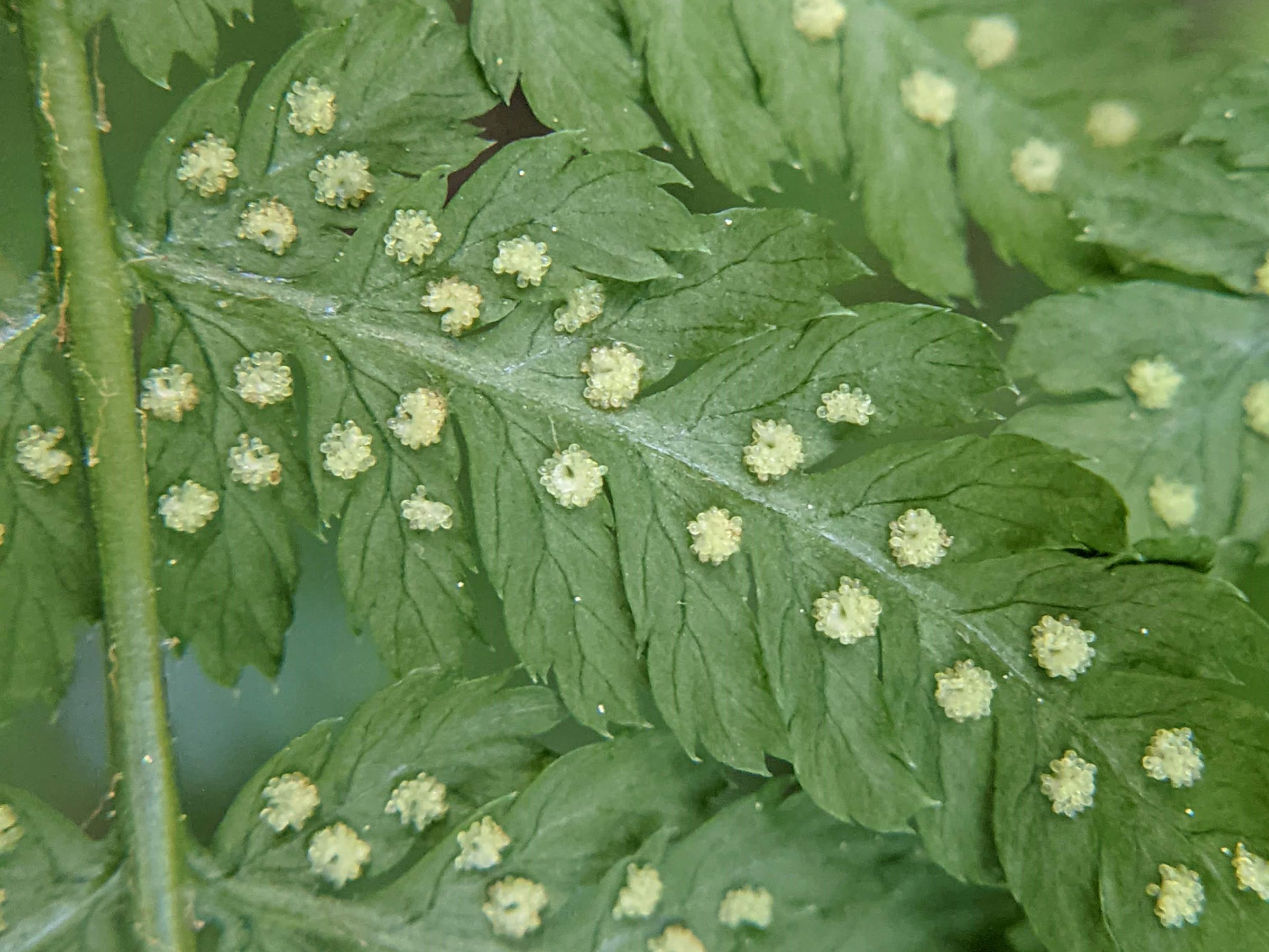Dryopteris expansa | Ferns and Lycophytes of the World
