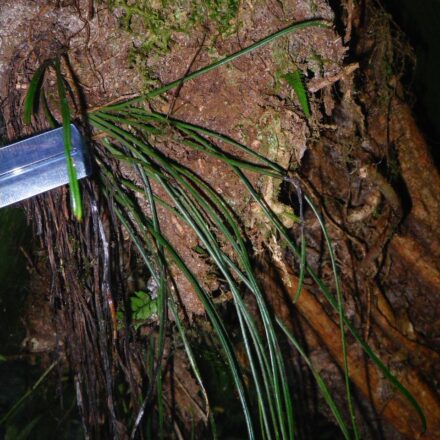 Vittaria bradeorum | Ferns and Lycophytes of the World