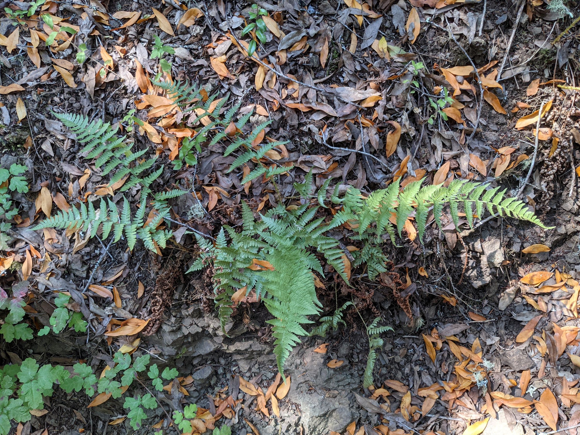 Dryopteris arguta | Ferns and Lycophytes of the World