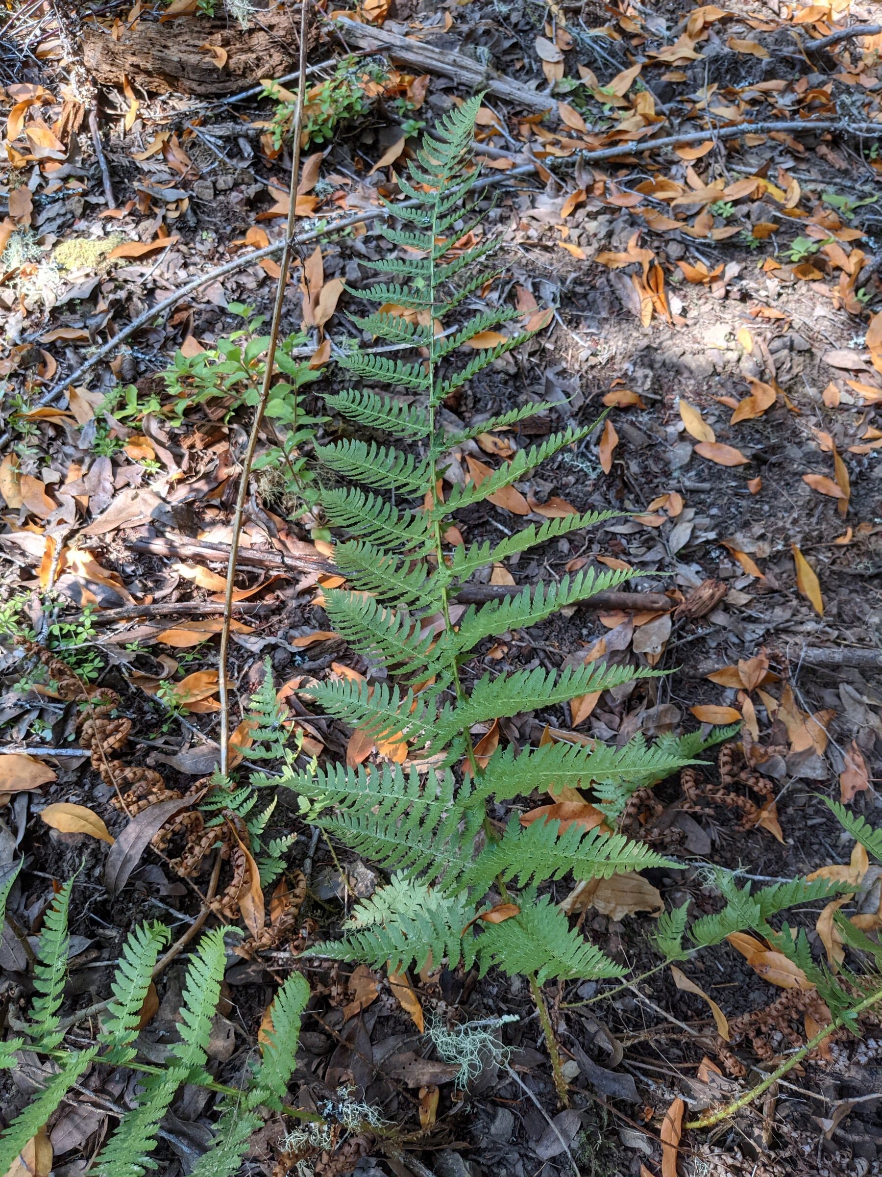 Dryopteris arguta | Ferns and Lycophytes of the World