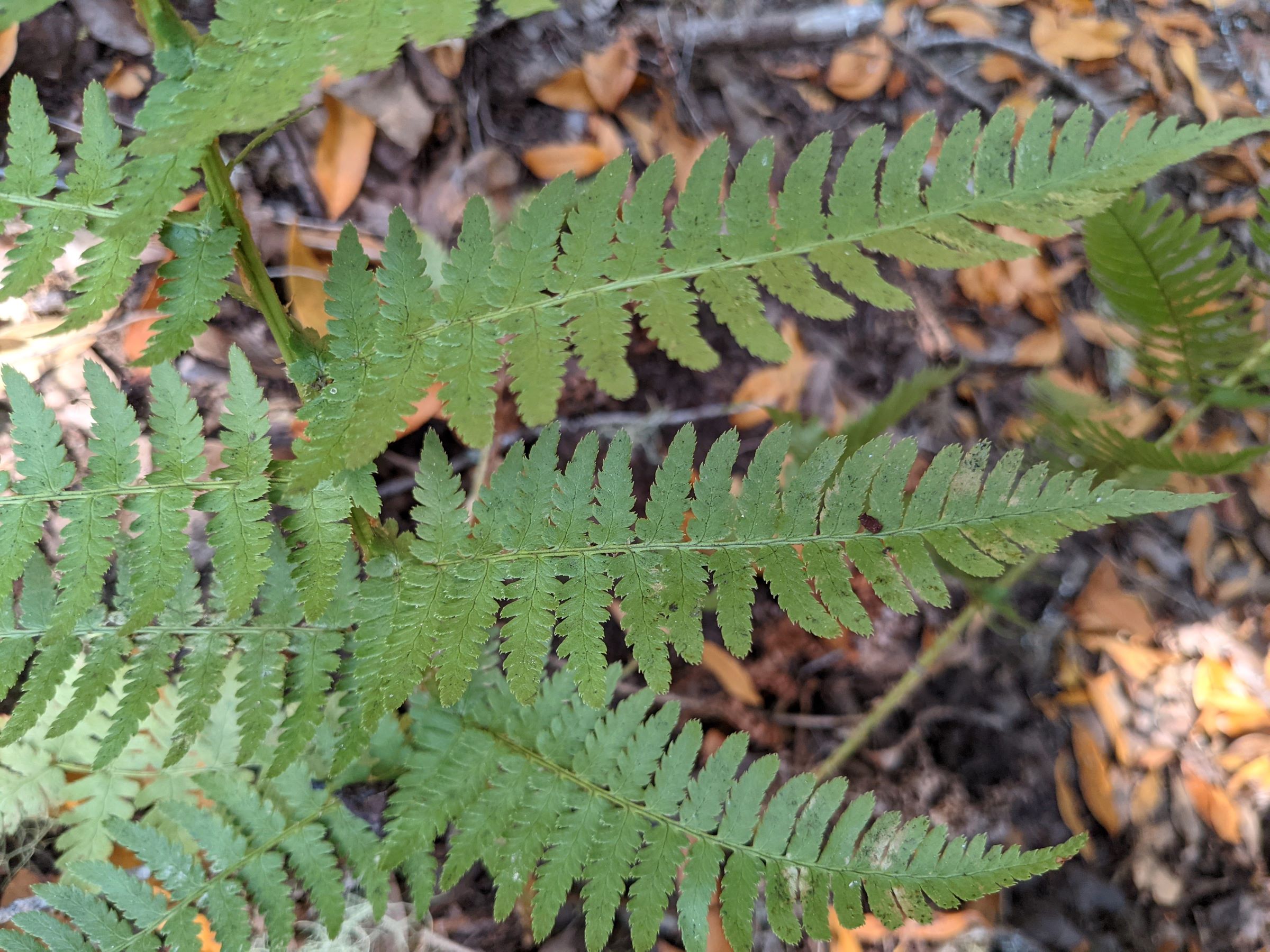 Dryopteris arguta | Ferns and Lycophytes of the World