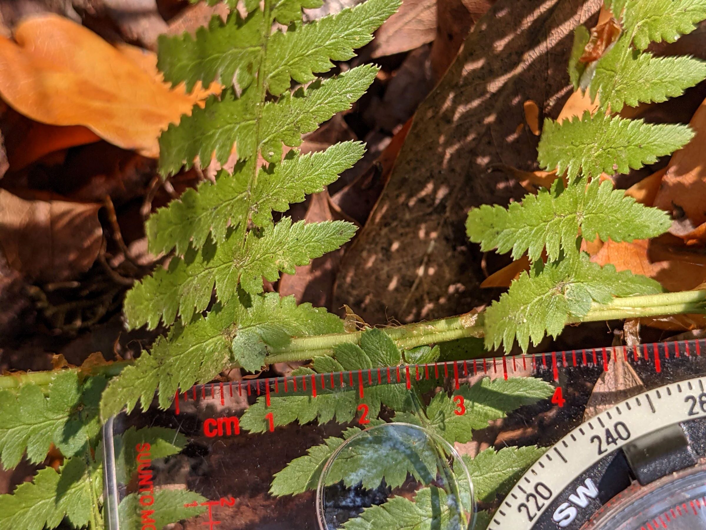 Dryopteris arguta | Ferns and Lycophytes of the World