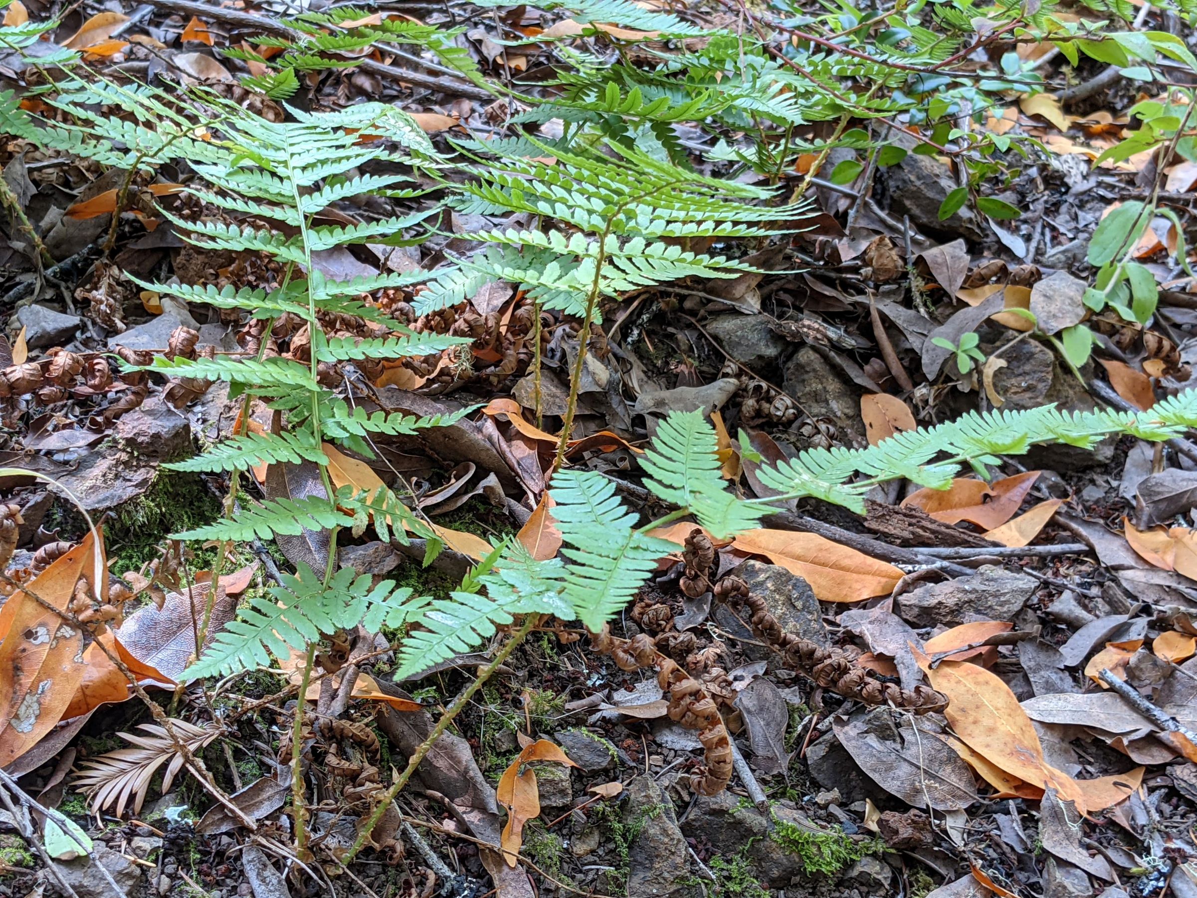 Dryopteris arguta | Ferns and Lycophytes of the World