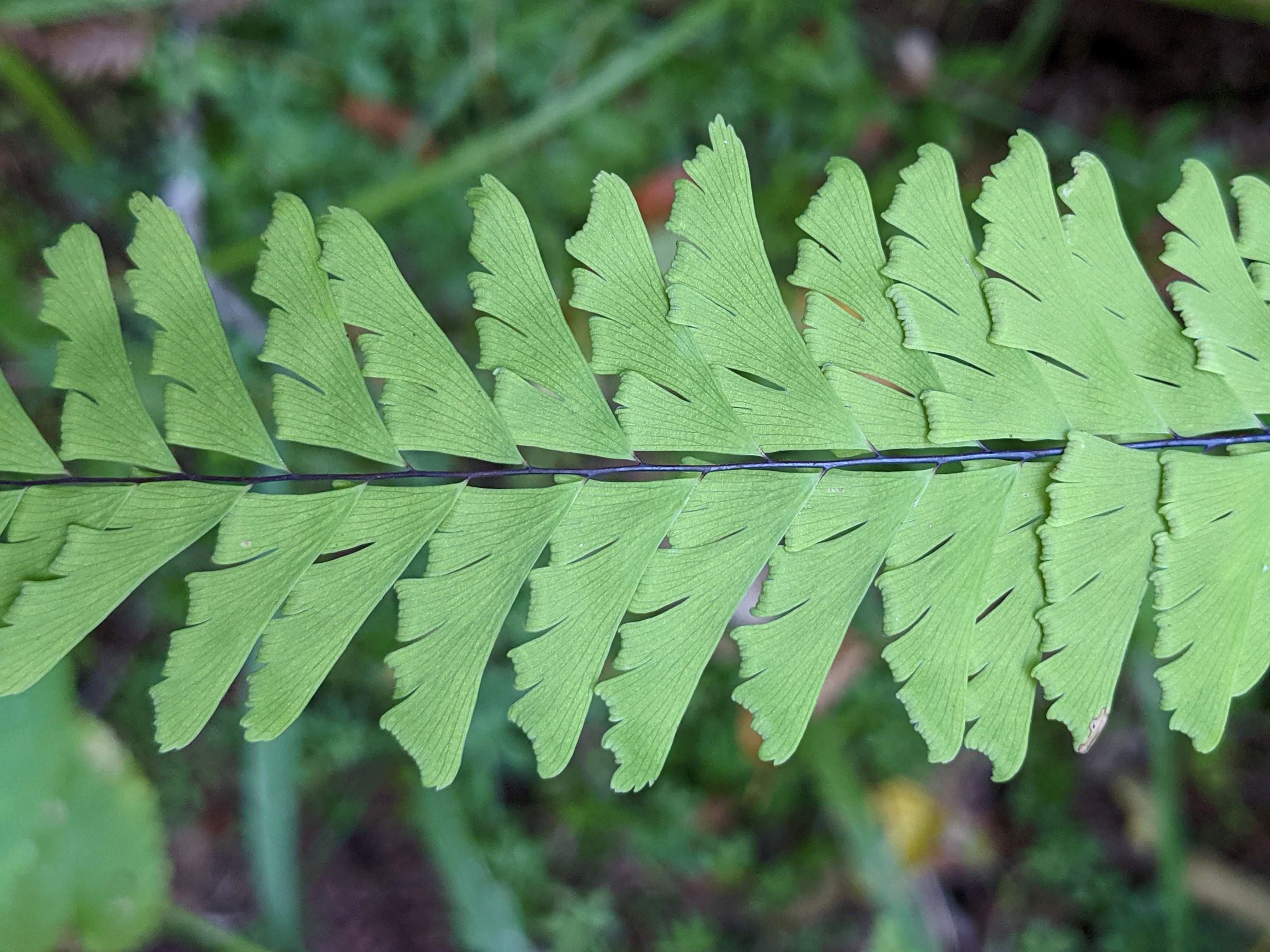 Adiantum aleuticum | Ferns and Lycophytes of the World
