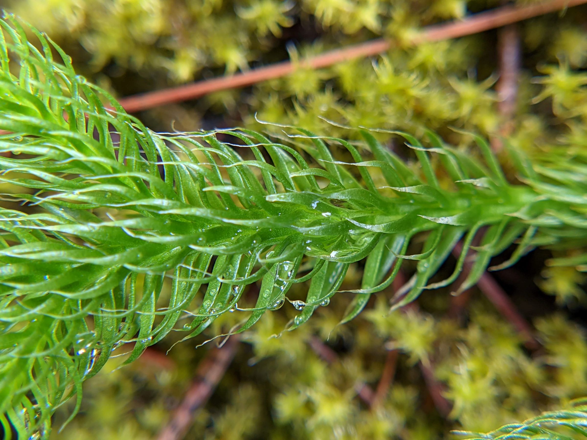 Lycopodium clavatum | Ferns and Lycophytes of the World