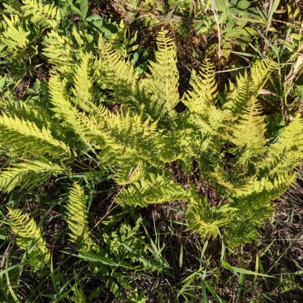Stenochlaena palustris | Ferns and Lycophytes of the World