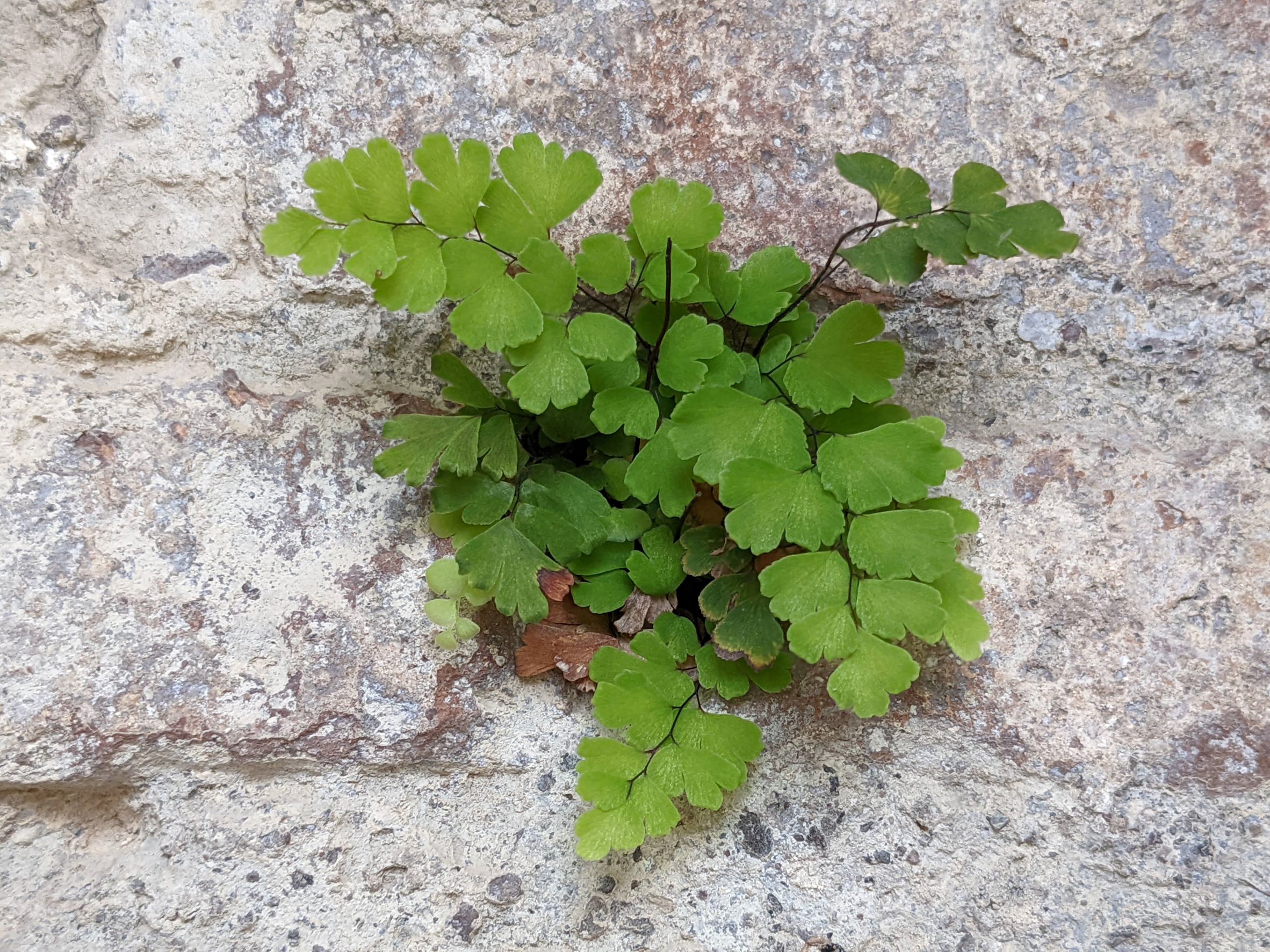 Adiantum capillus-veneris | Ferns and Lycophytes of the World