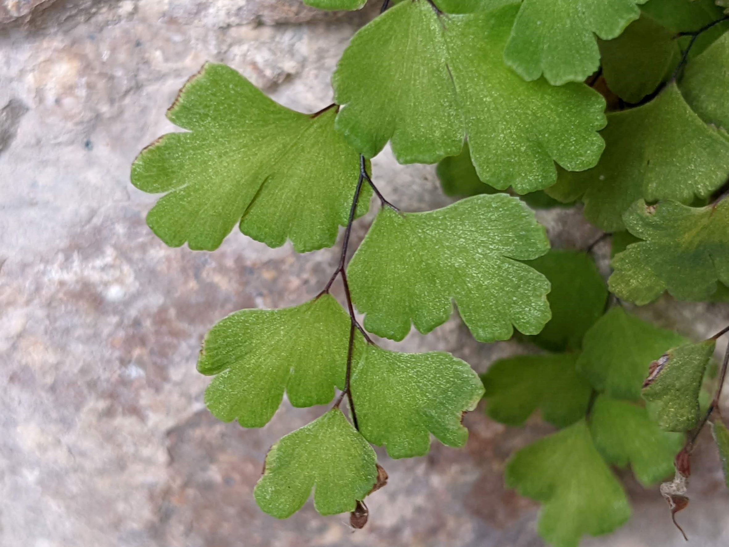 Adiantum capillus-veneris | Ferns and Lycophytes of the World