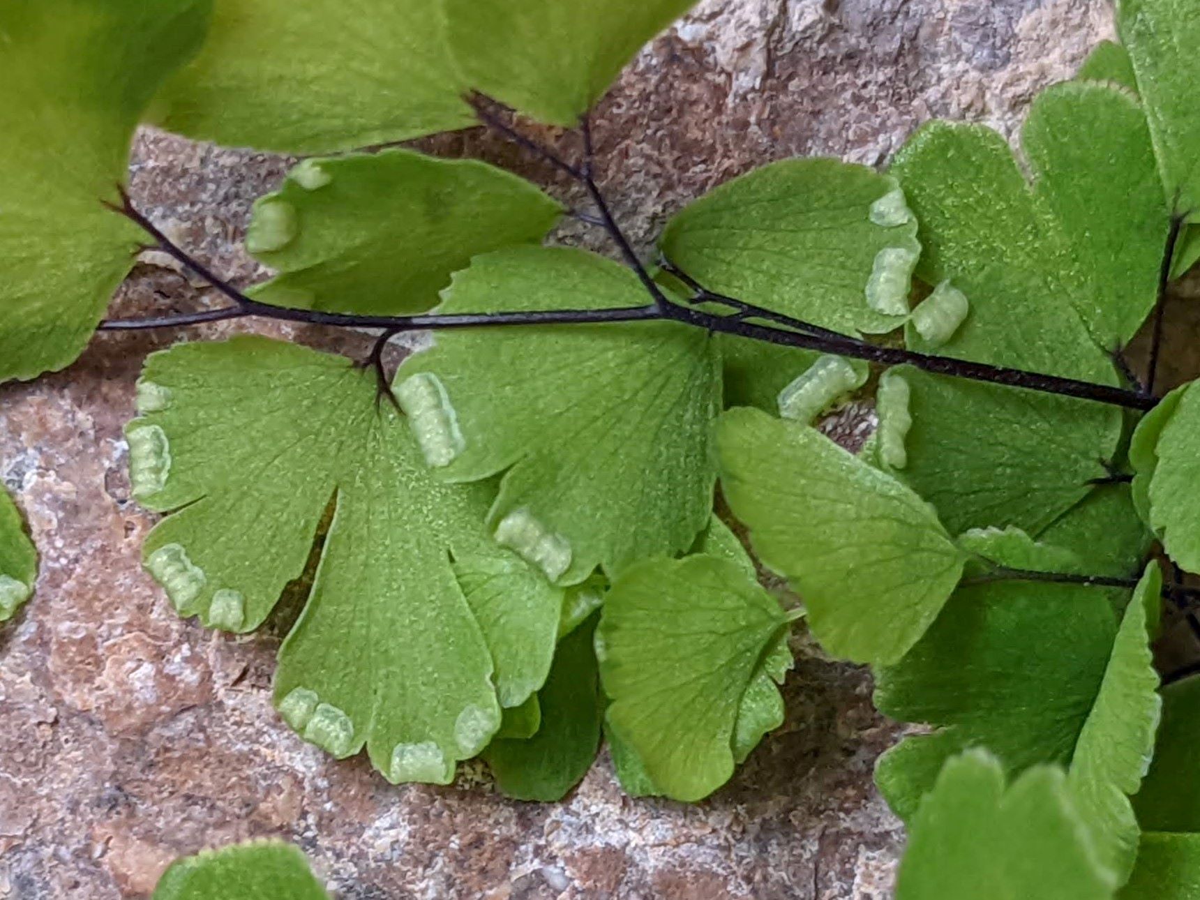 Adiantum capillus-veneris | Ferns and Lycophytes of the World