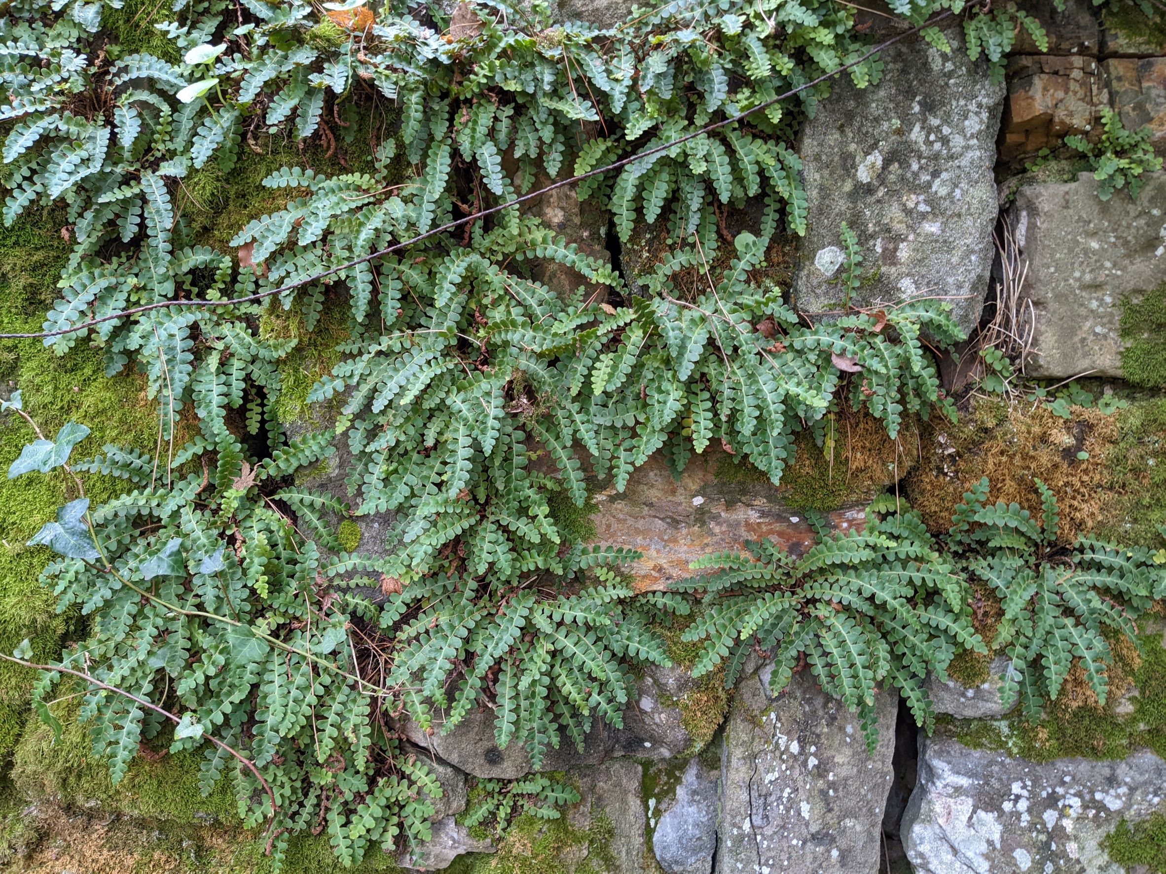 Asplenium ceterach | Ferns and Lycophytes of the World