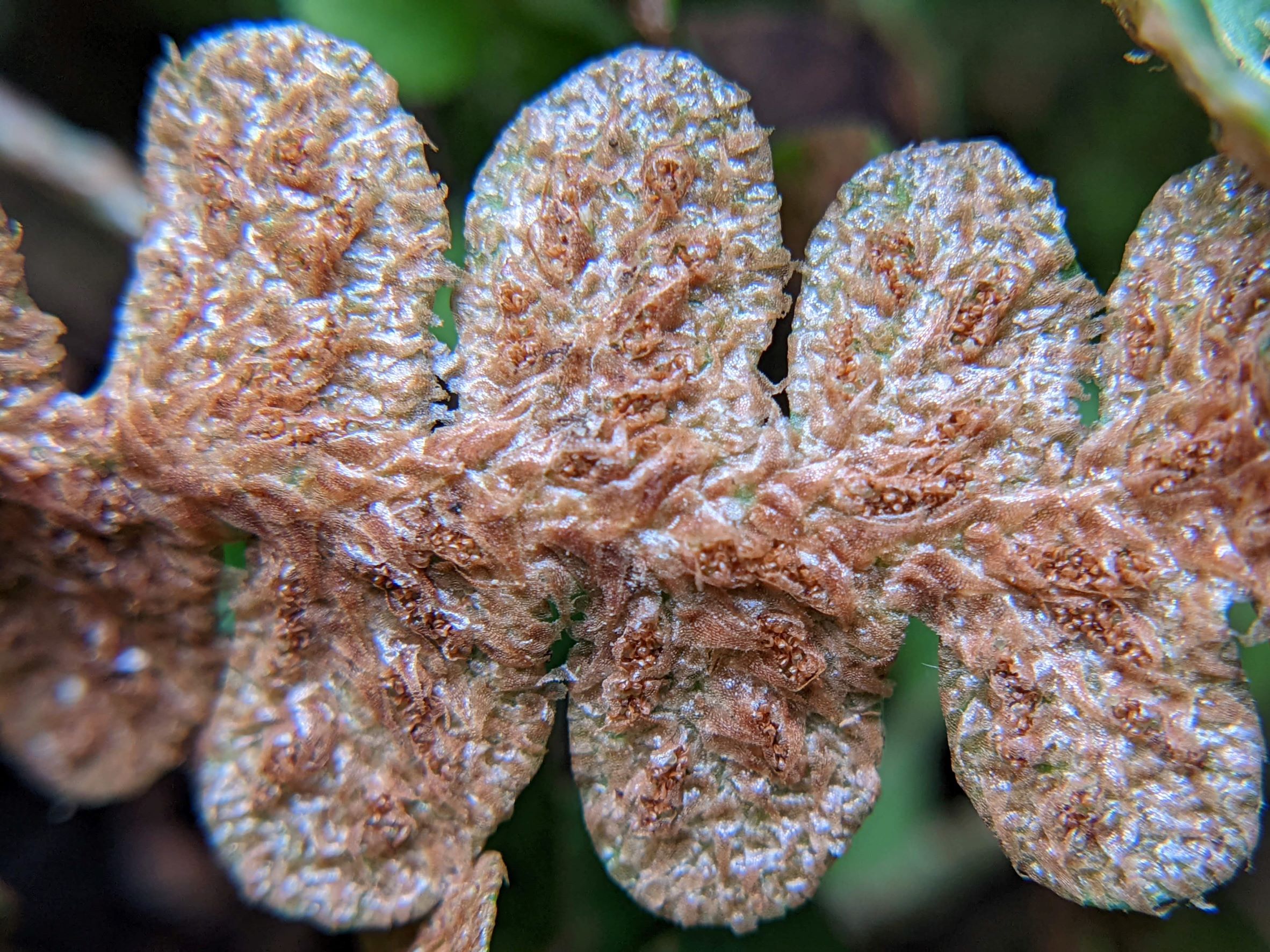 Asplenium ceterach | Ferns and Lycophytes of the World