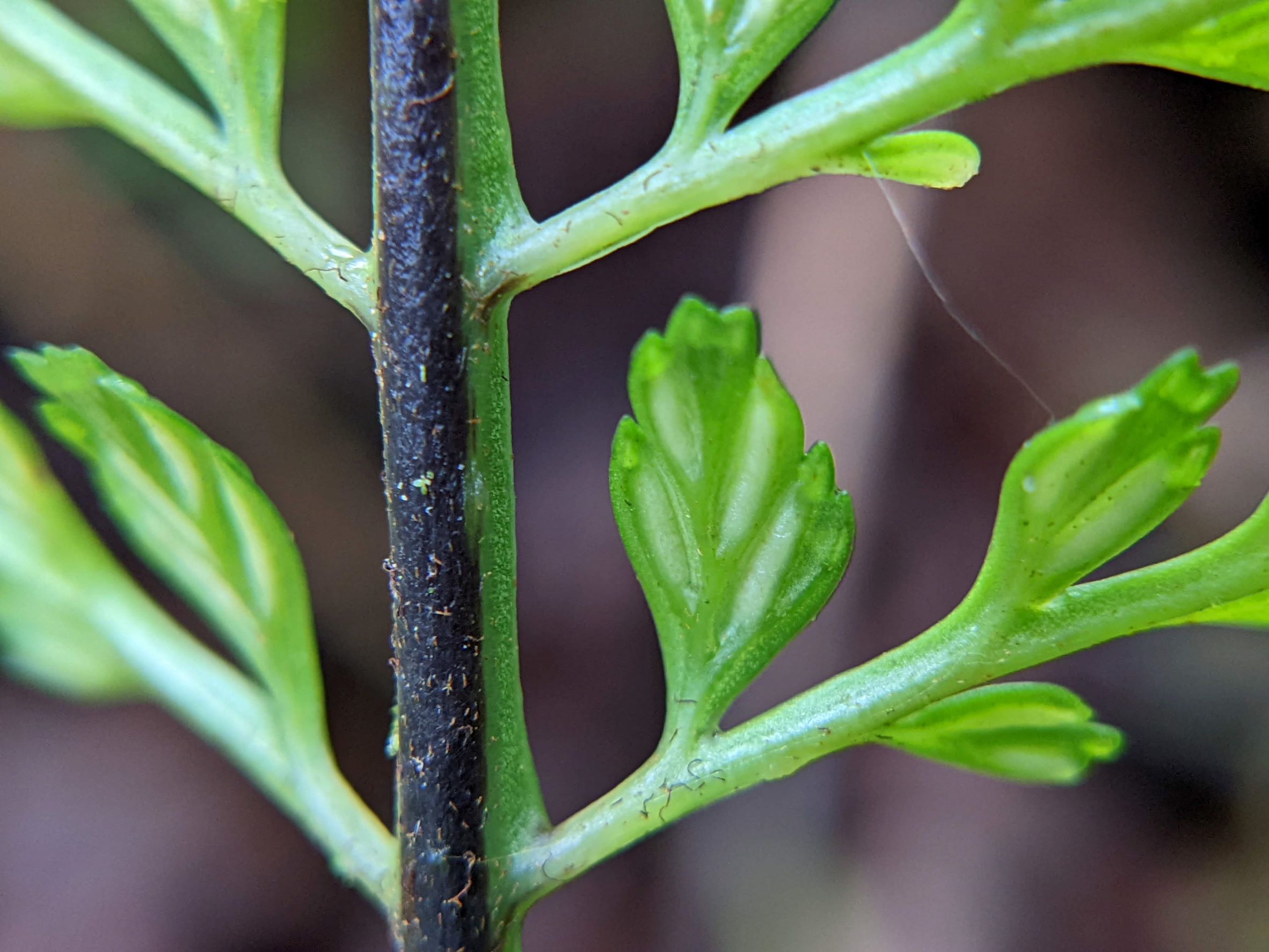 Asplenium cuspidatum | Ferns and Lycophytes of the World