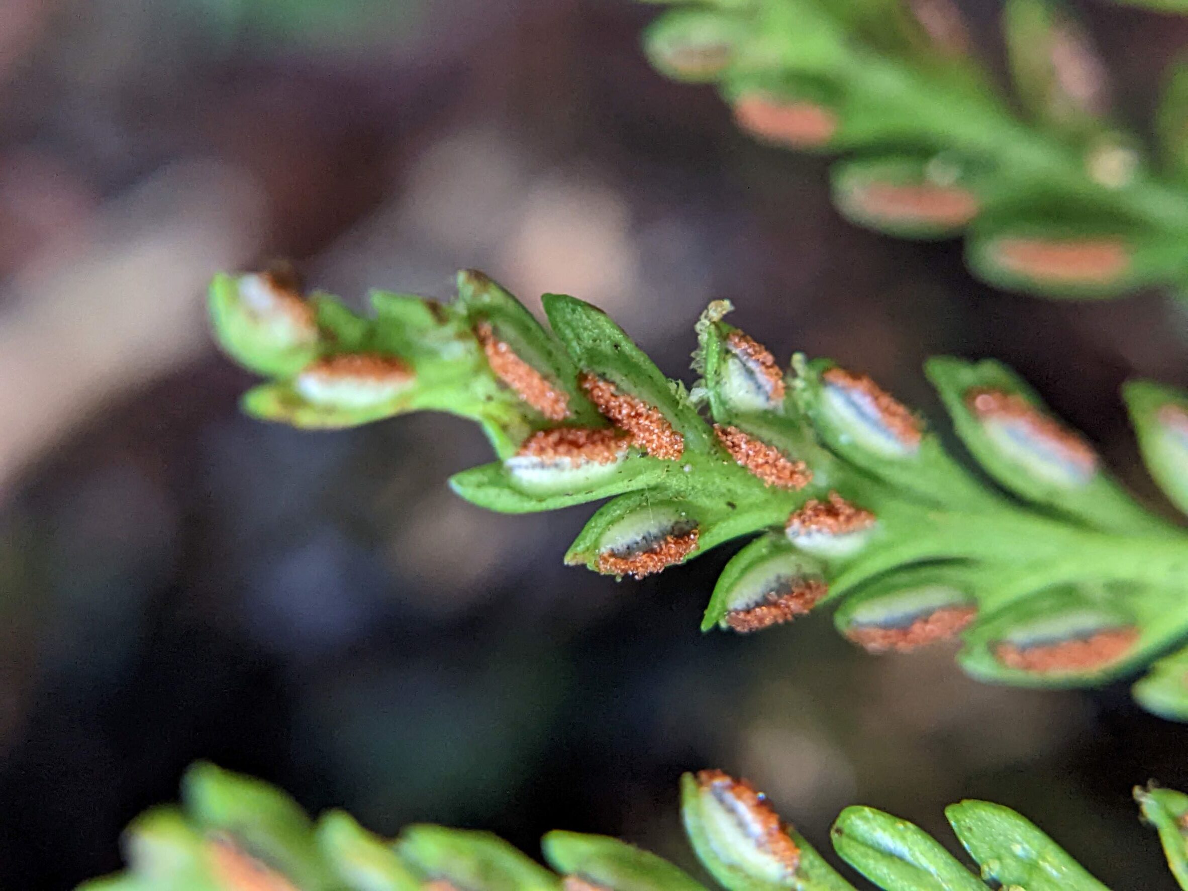 Asplenium cuspidatum | Ferns and Lycophytes of the World