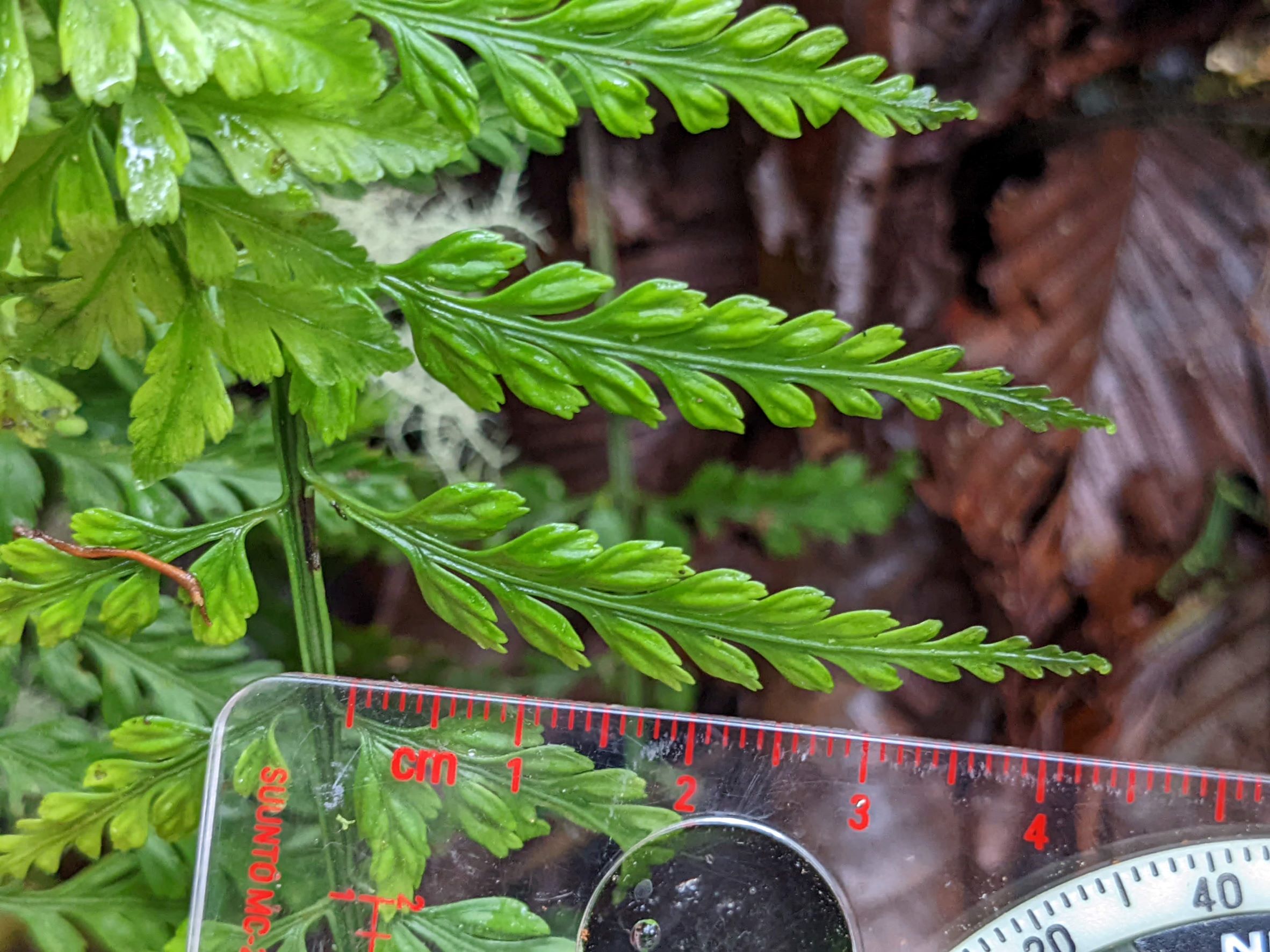 Asplenium cuspidatum | Ferns and Lycophytes of the World