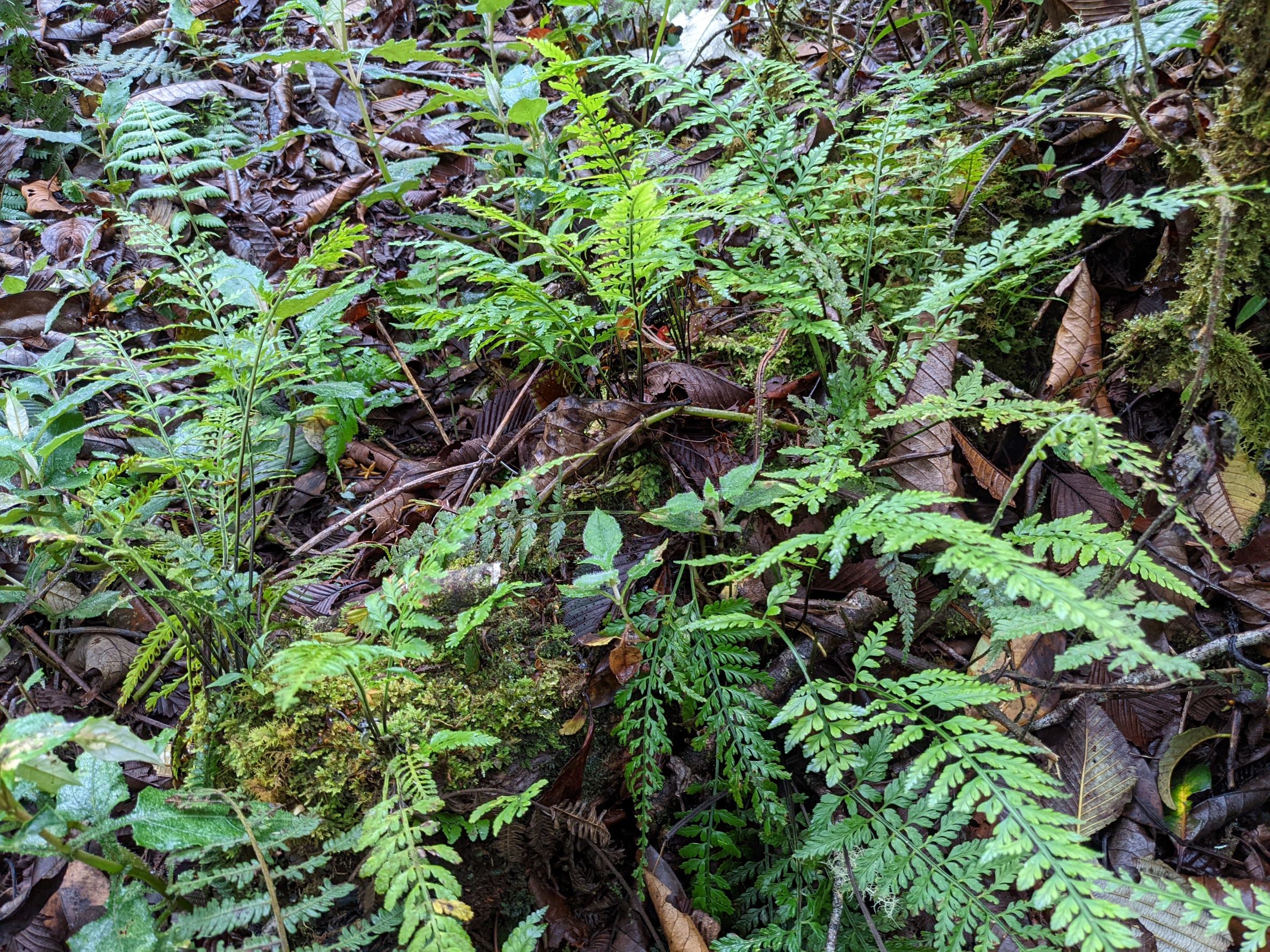 Asplenium cuspidatum | Ferns and Lycophytes of the World