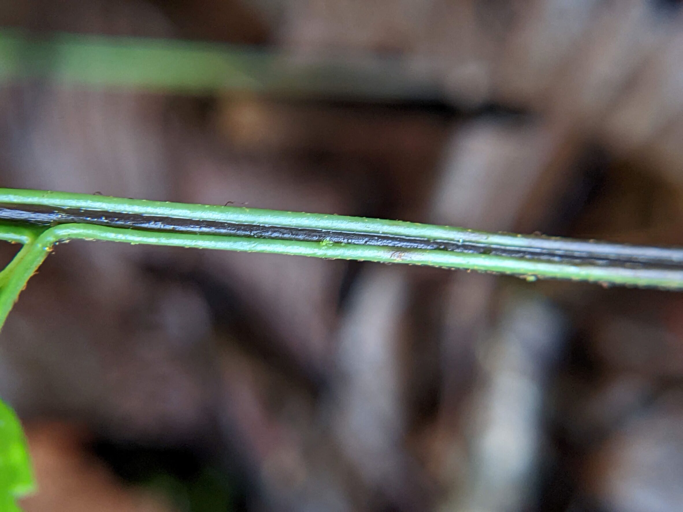 Asplenium cuspidatum | Ferns and Lycophytes of the World