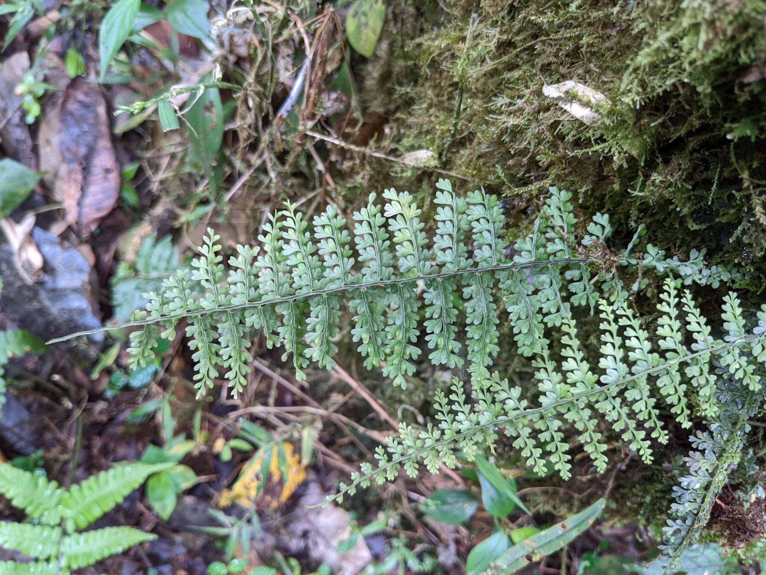 Asplenium rutaceum | Ferns and Lycophytes of the World
