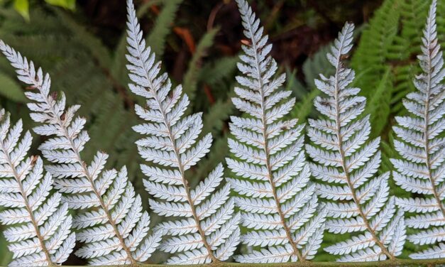 Ferns and Lycophytes of the World | A Digital Herbarium