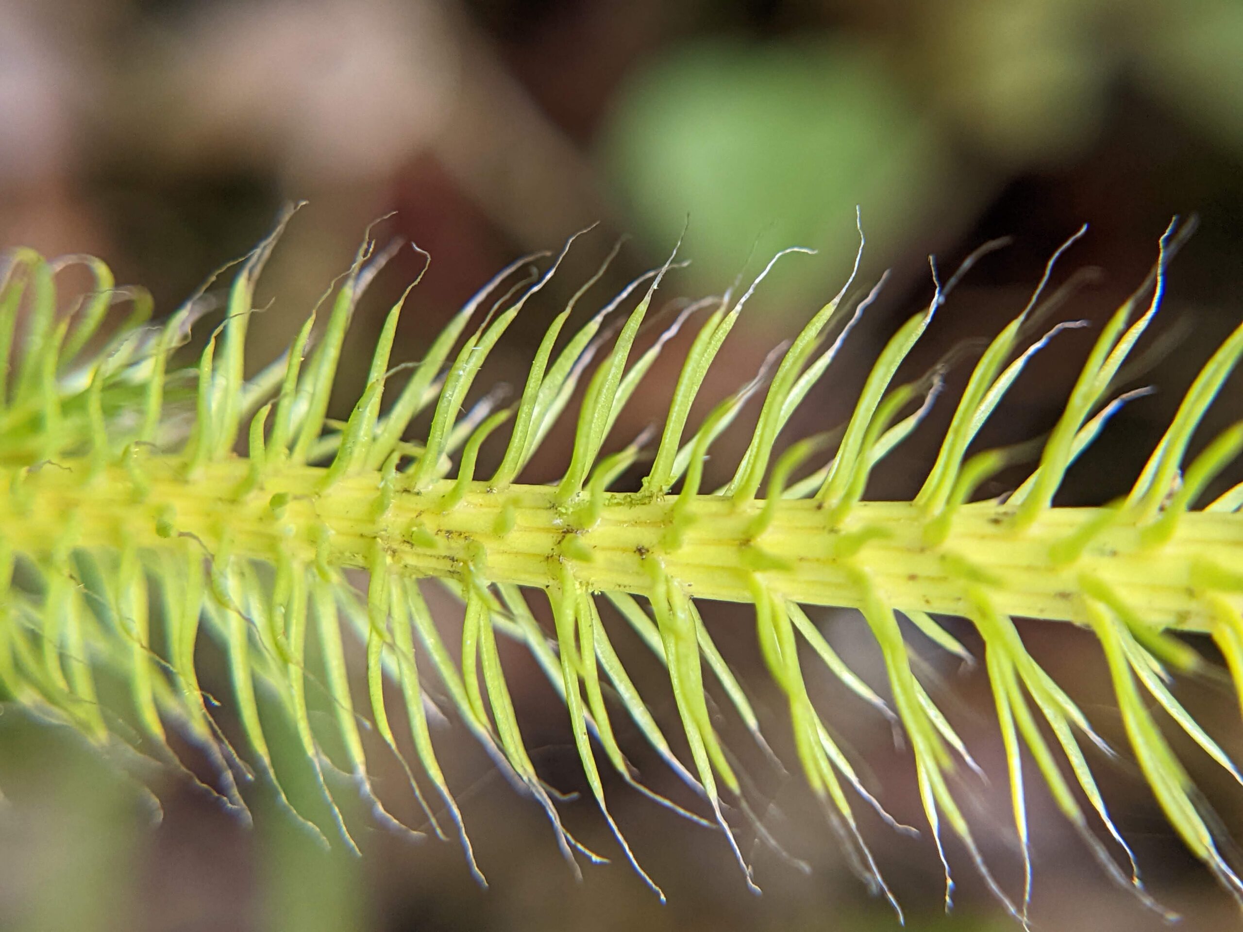 Lycopodium clavatum | Ferns and Lycophytes of the World