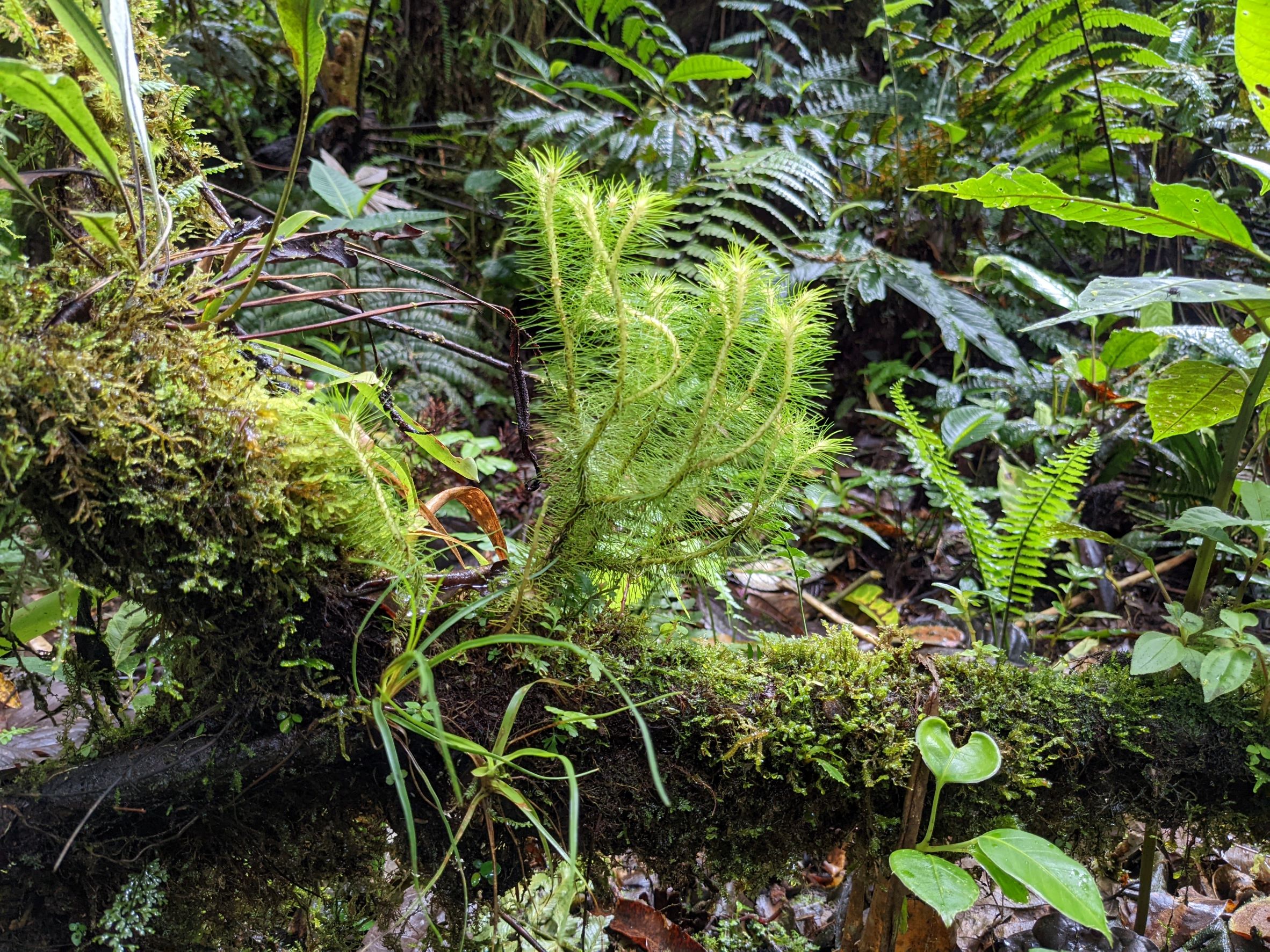 Phlegmariurus wilsonii | Ferns and Lycophytes of the World
