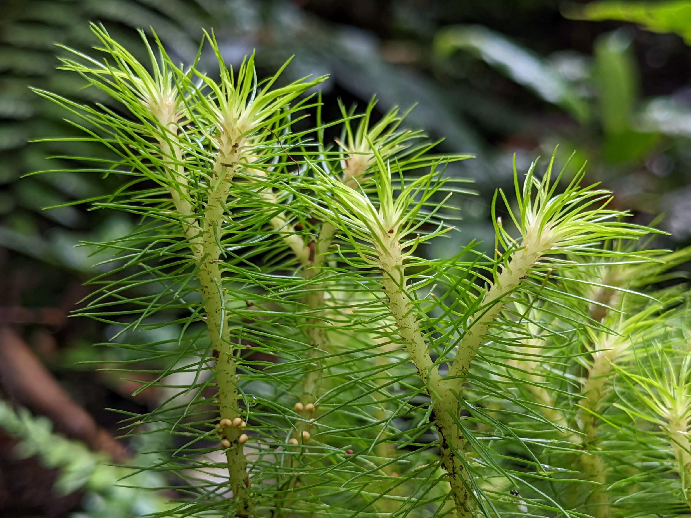 Phlegmariurus wilsonii | Ferns and Lycophytes of the World
