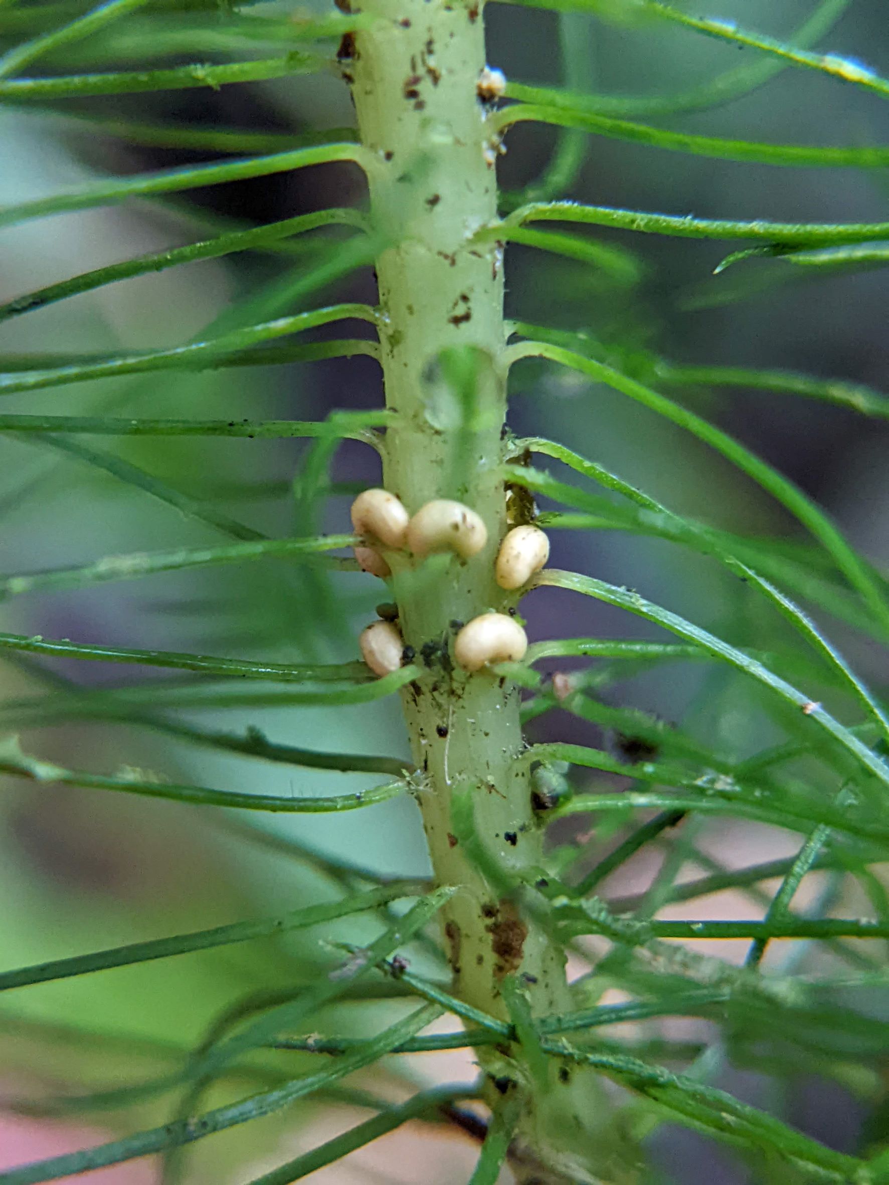 Phlegmariurus wilsonii | Ferns and Lycophytes of the World