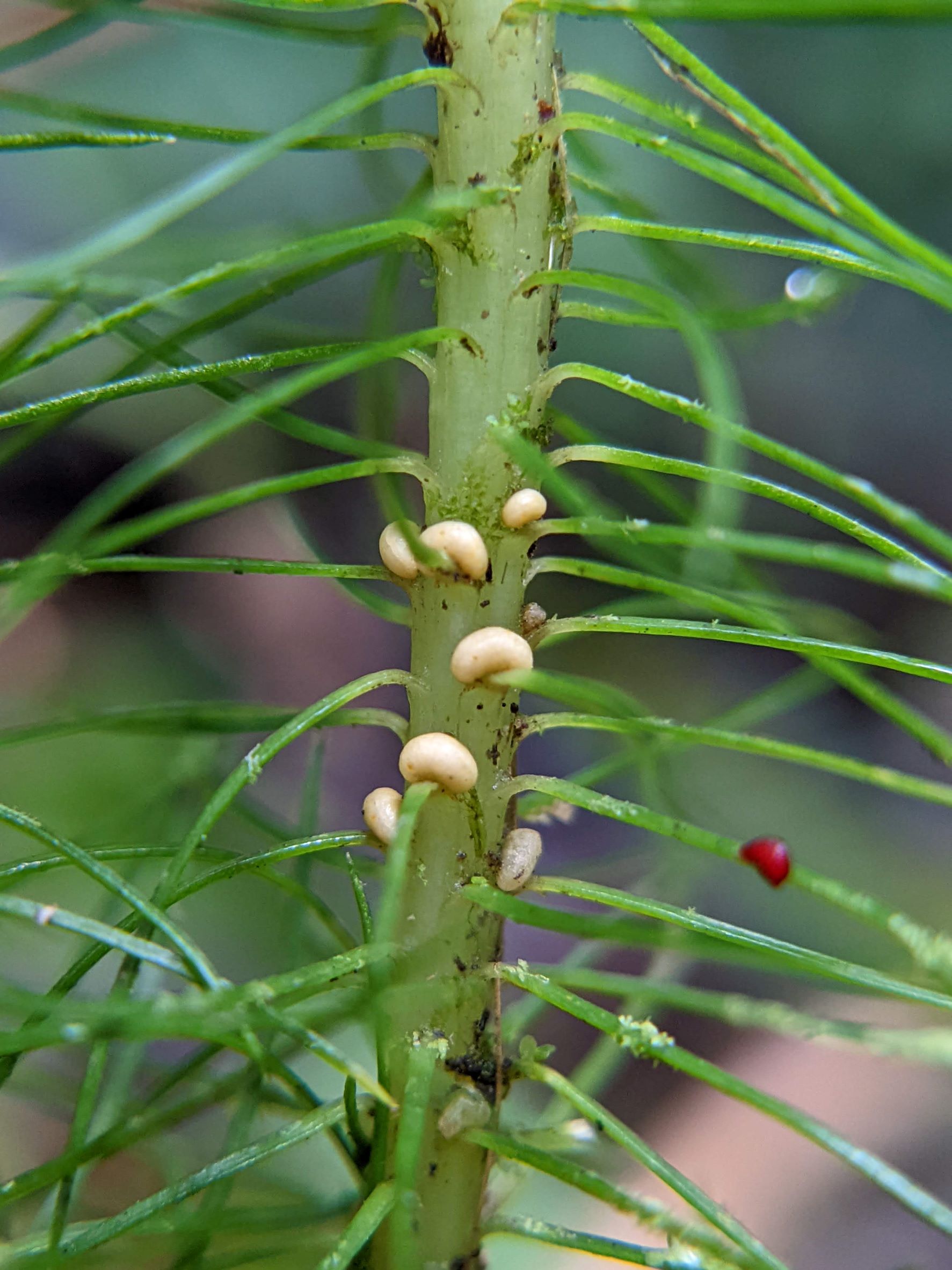 Phlegmariurus wilsonii | Ferns and Lycophytes of the World