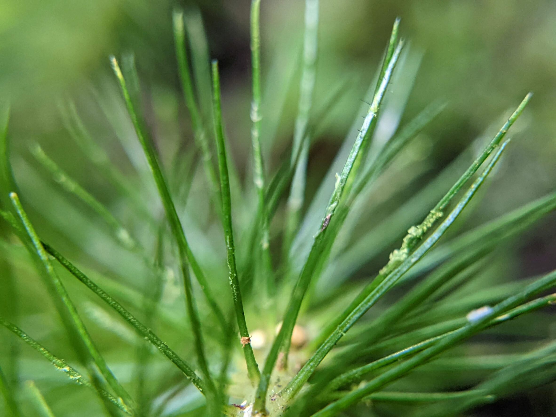 Phlegmariurus wilsonii | Ferns and Lycophytes of the World