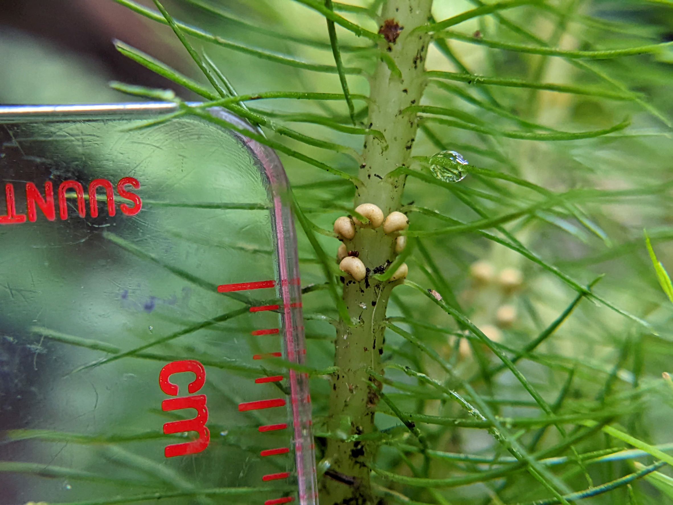 Phlegmariurus wilsonii | Ferns and Lycophytes of the World