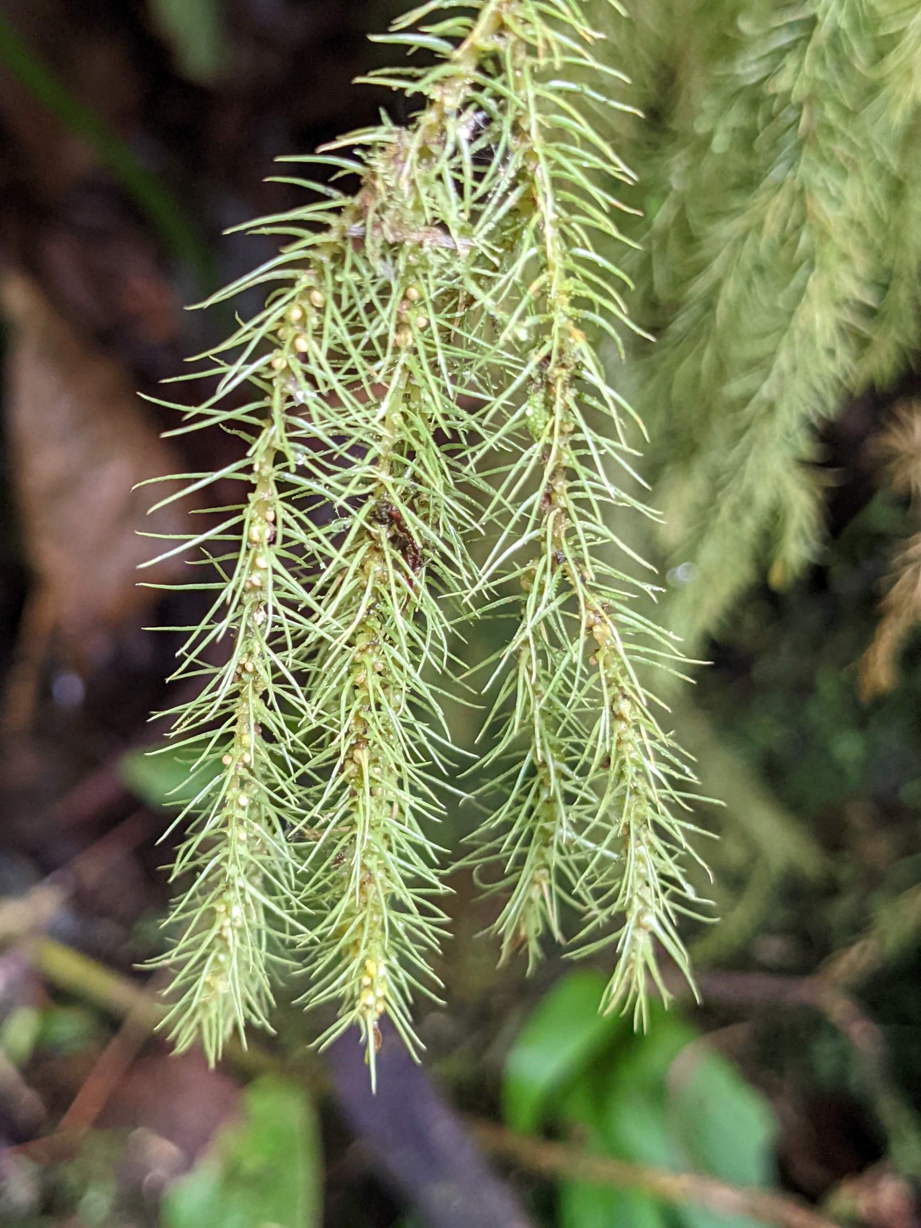 Phlegmariurus linifolius var tenuifolius | Ferns and Lycophytes of the ...