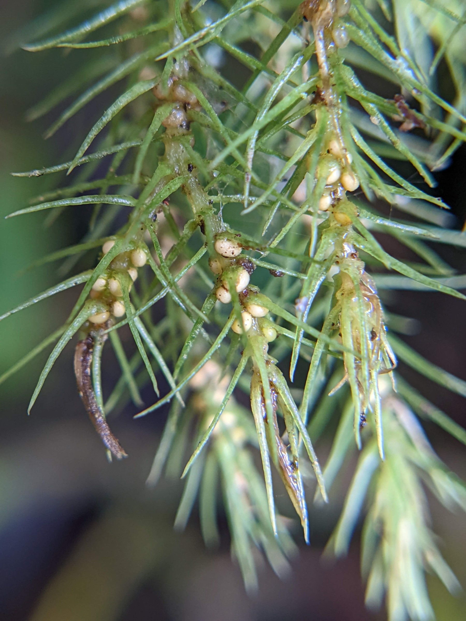 Phlegmariurus linifolius var tenuifolius | Ferns and Lycophytes of the ...