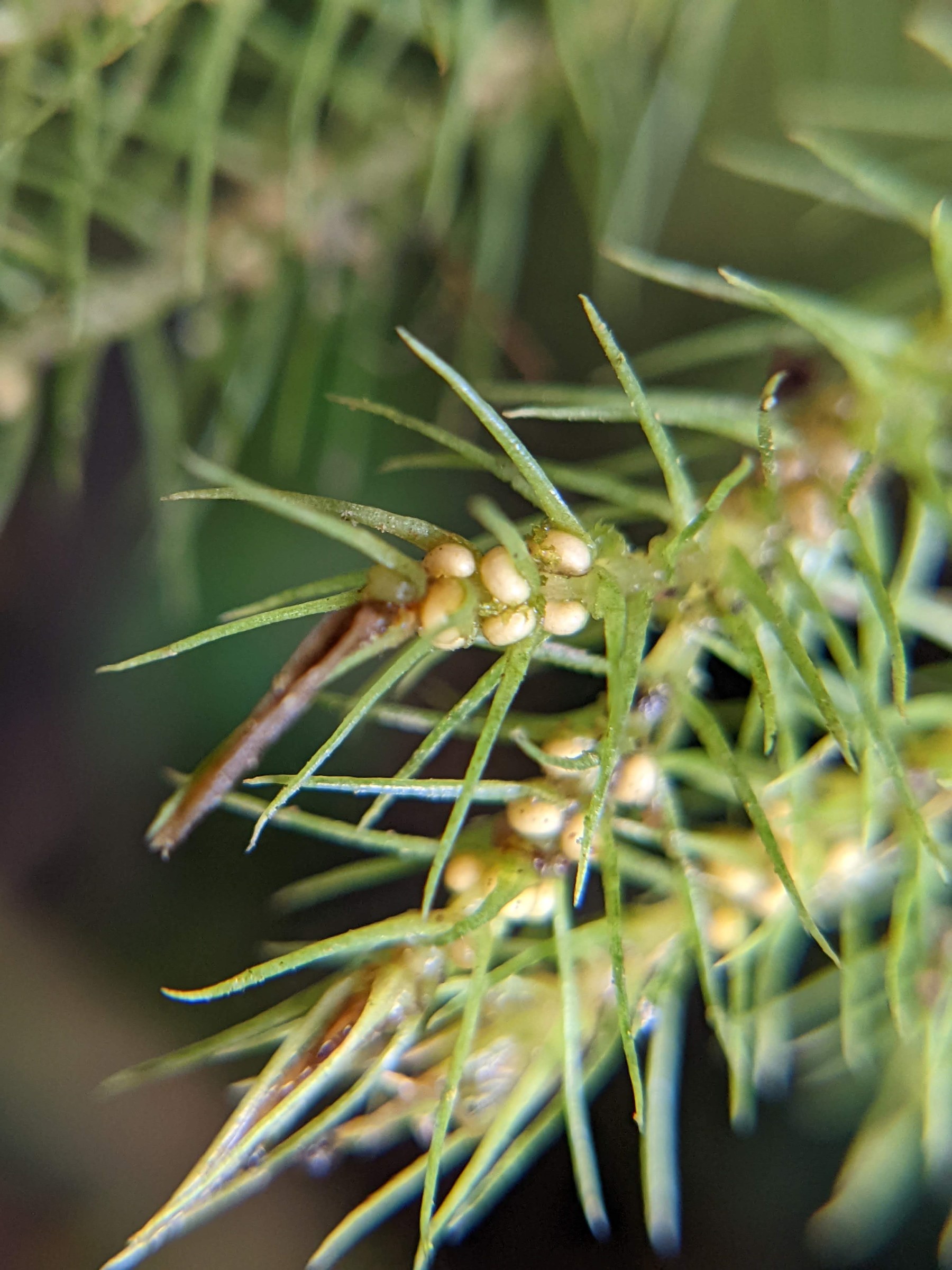 Phlegmariurus linifolius var tenuifolius | Ferns and Lycophytes of the ...