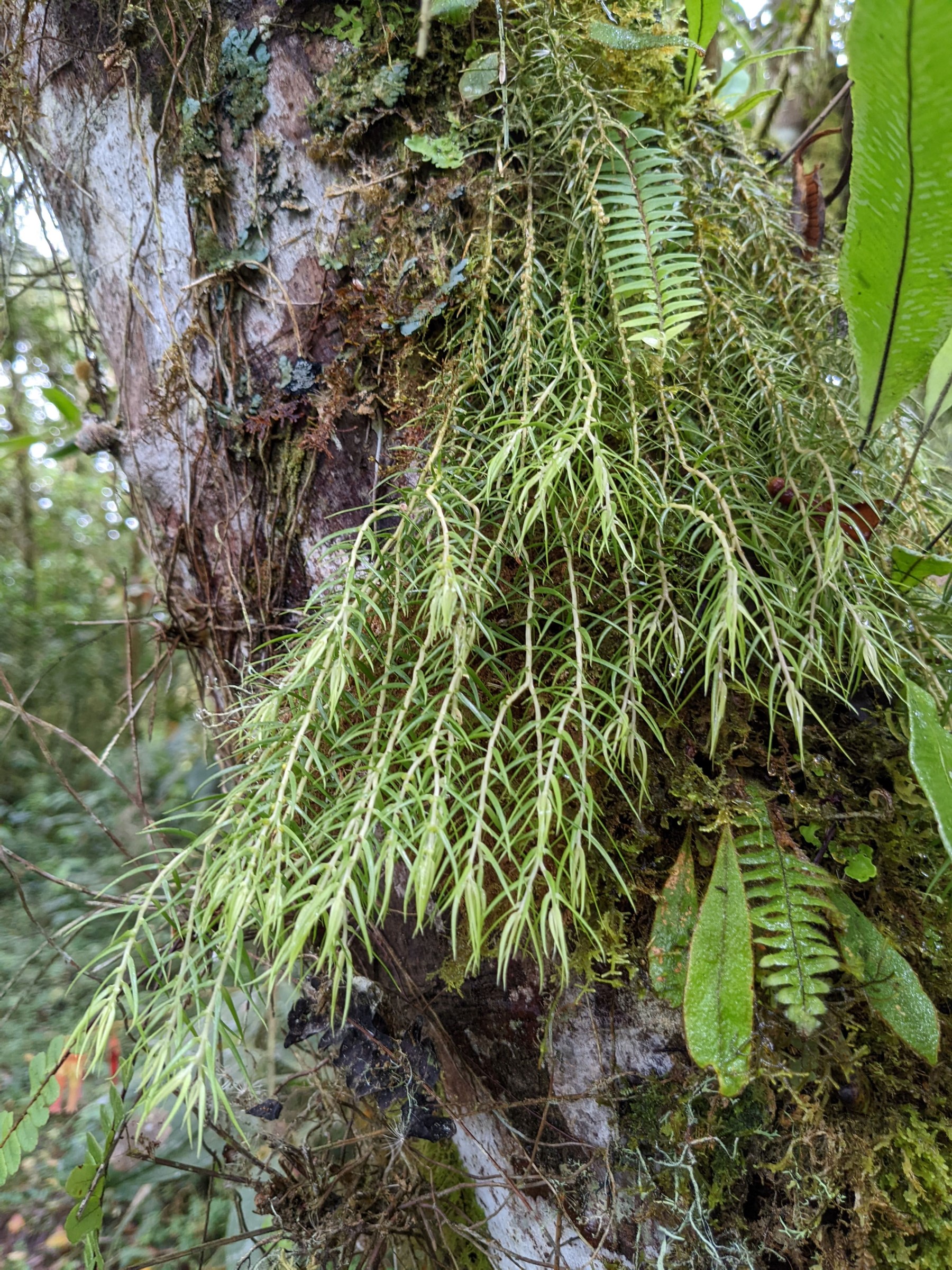 Phlegmariurus linifolius var. tenuifolius | Ferns and Lycophytes of the ...