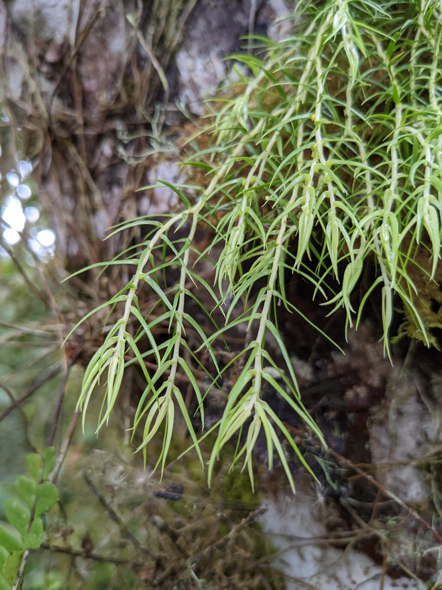 Phlegmariurus linifolius var. tenuifolius | Ferns and Lycophytes of the ...