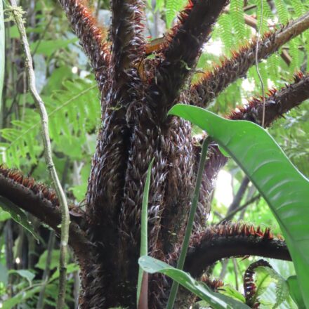Tree Fern | Ferns and Lycophytes of the World