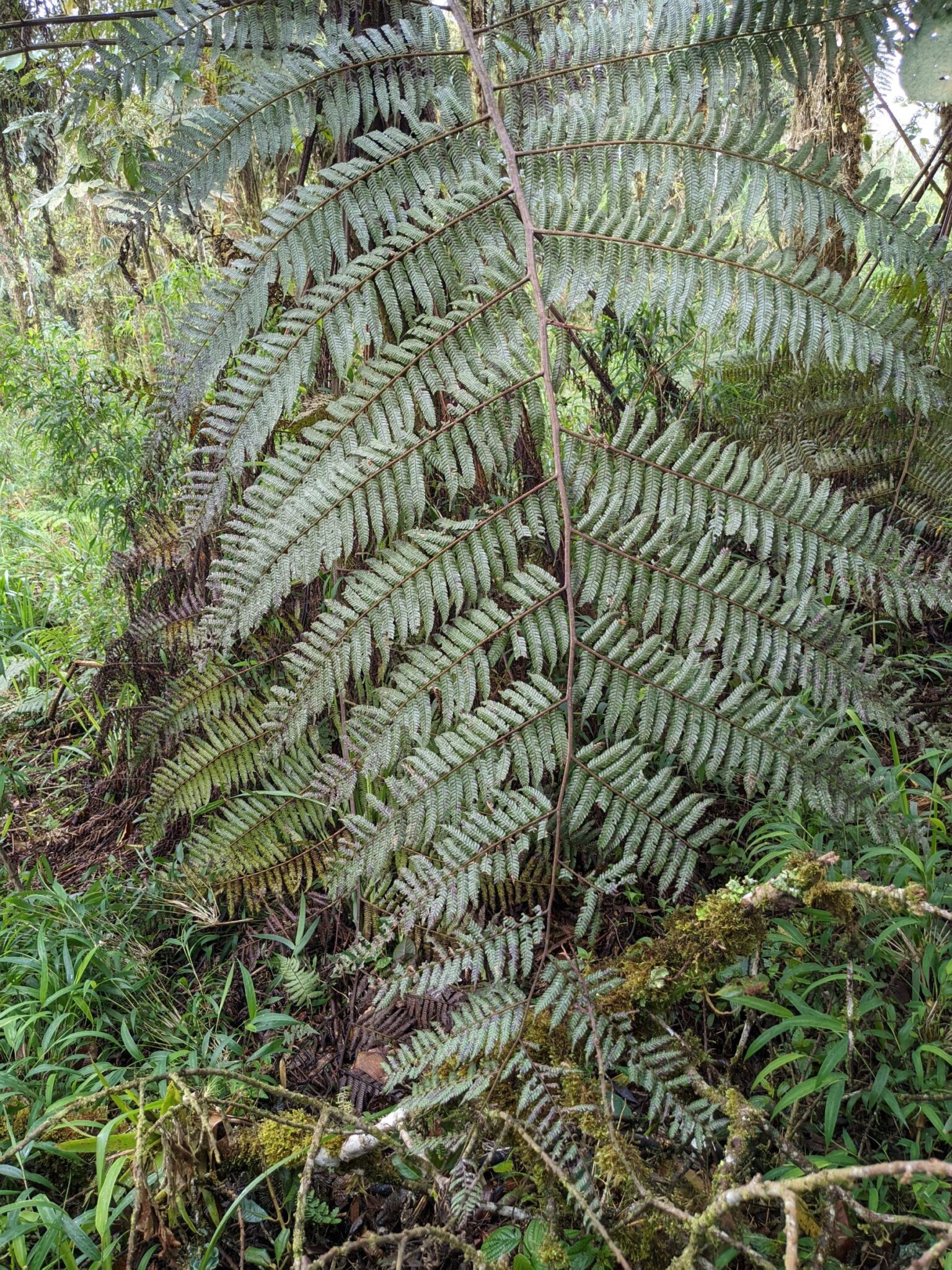 25 Semi shedding tree fern – behind shed (11) | Ferns and Lycophytes of ...