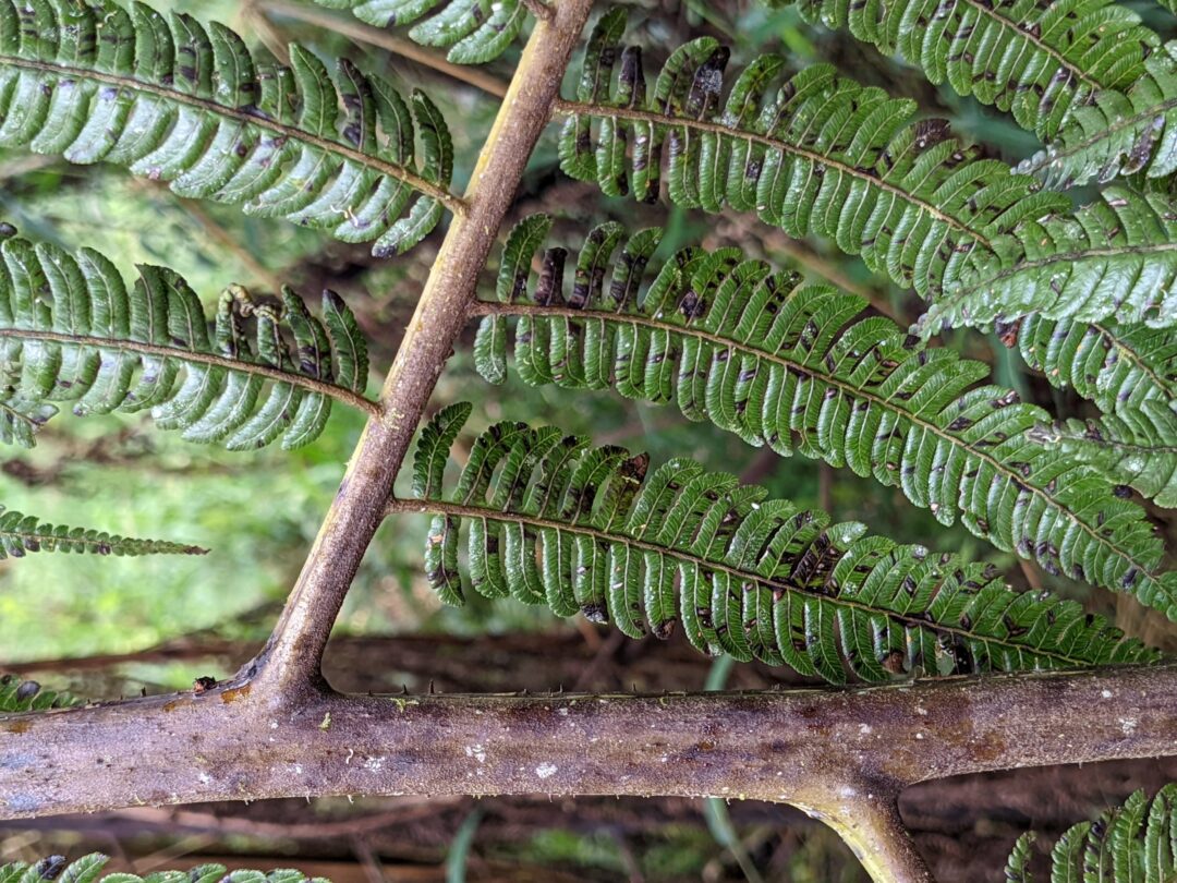 25 Semi shedding tree fern – behind shed (12) | Ferns and Lycophytes of ...
