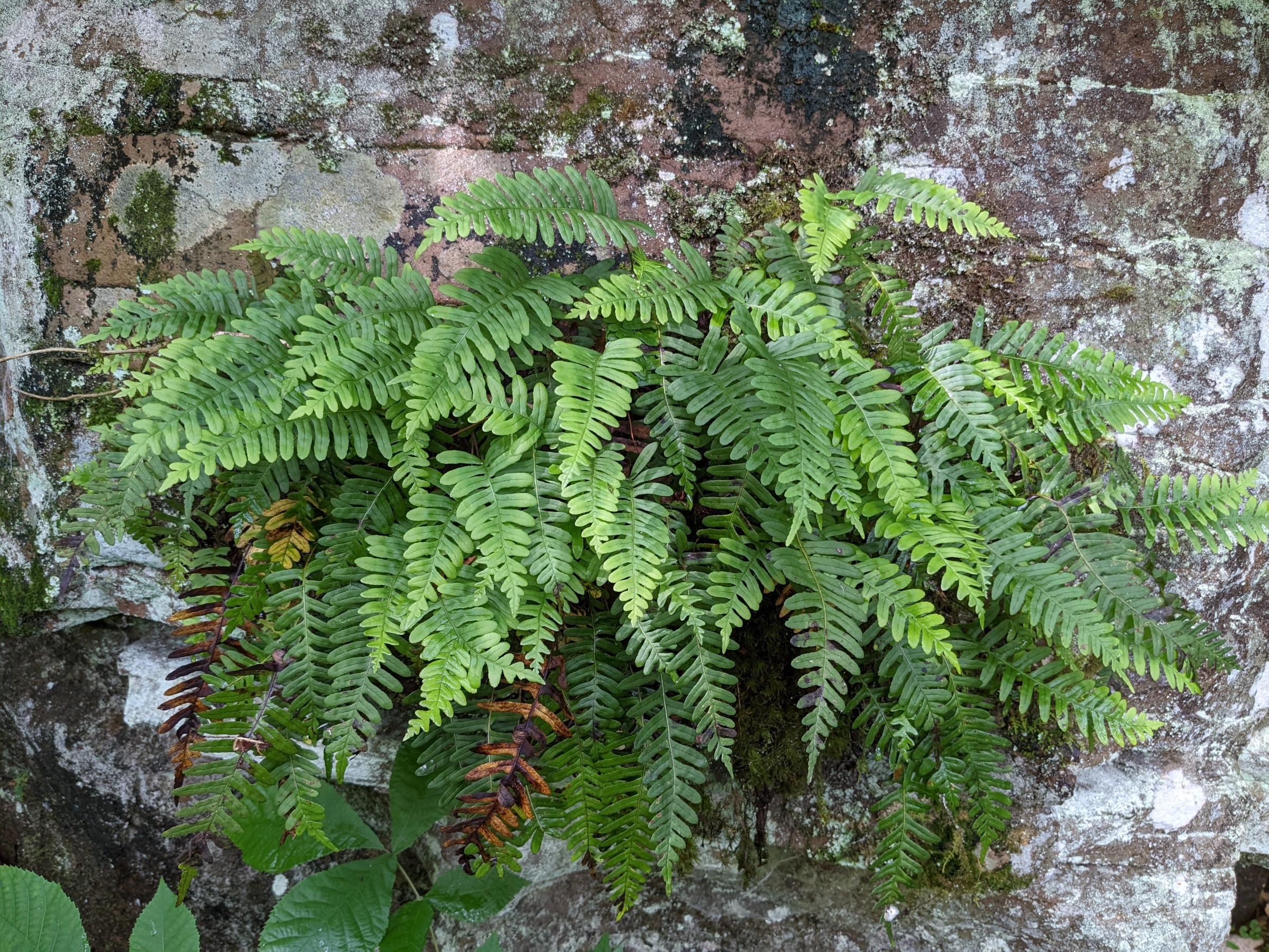 Polypodium appalachianum | Ferns and Lycophytes of the World