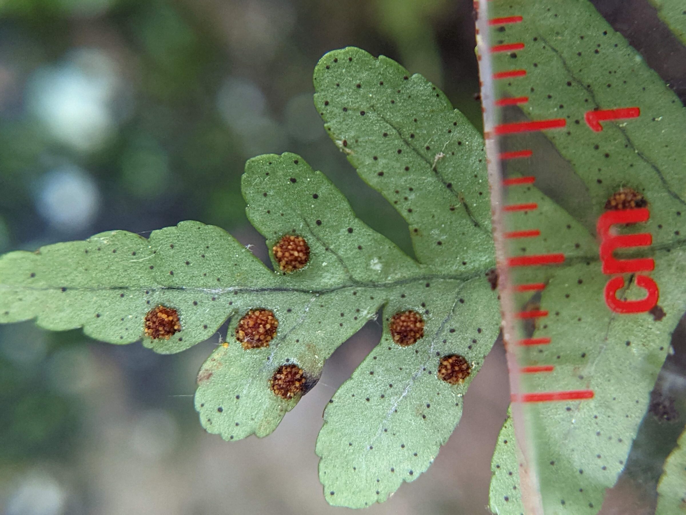 Polypodium appalachianum | Ferns and Lycophytes of the World
