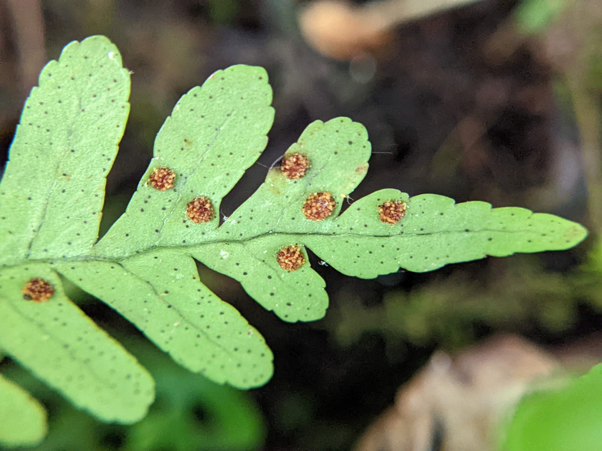 Polypodium appalachianum | Ferns and Lycophytes of the World