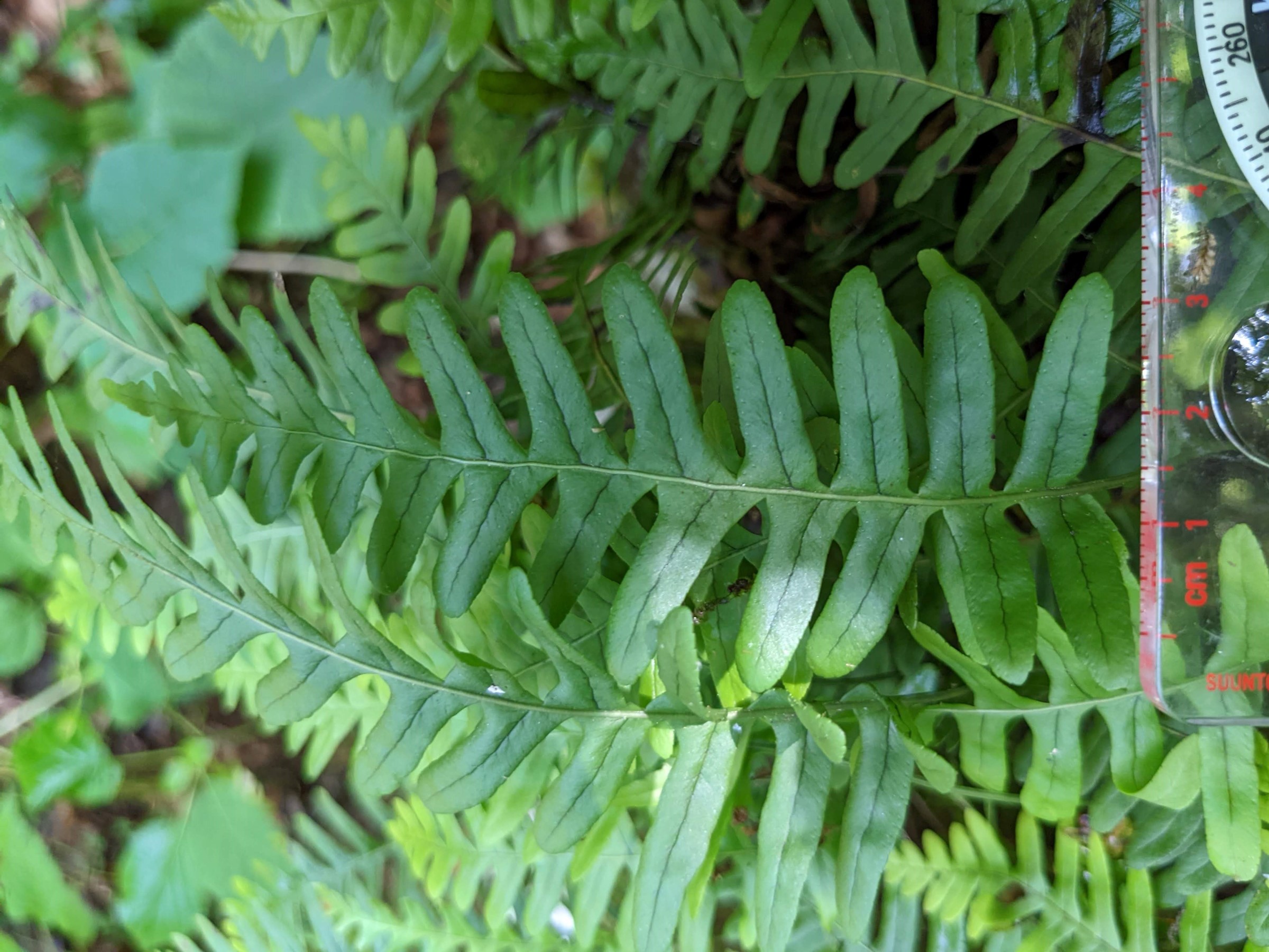 Polypodium appalachianum | Ferns and Lycophytes of the World