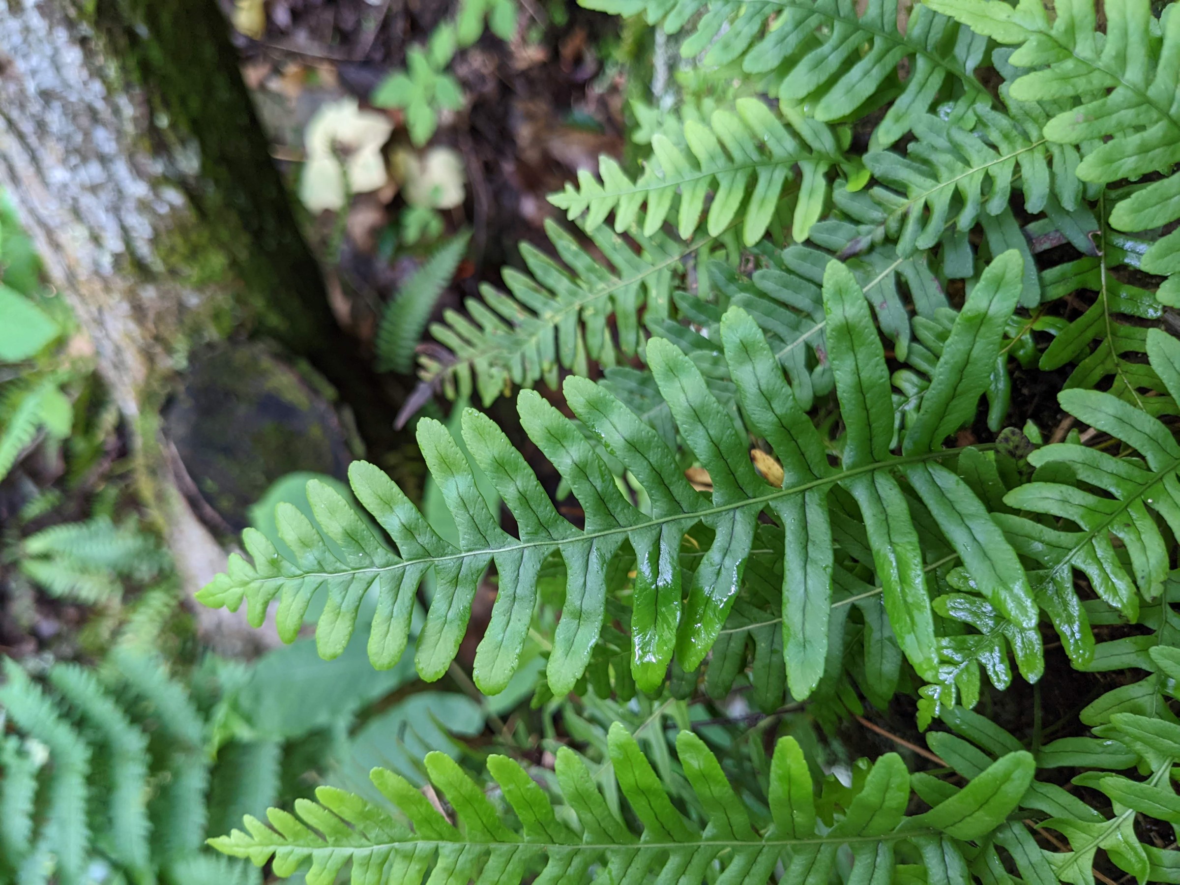 Polypodium appalachianum | Ferns and Lycophytes of the World