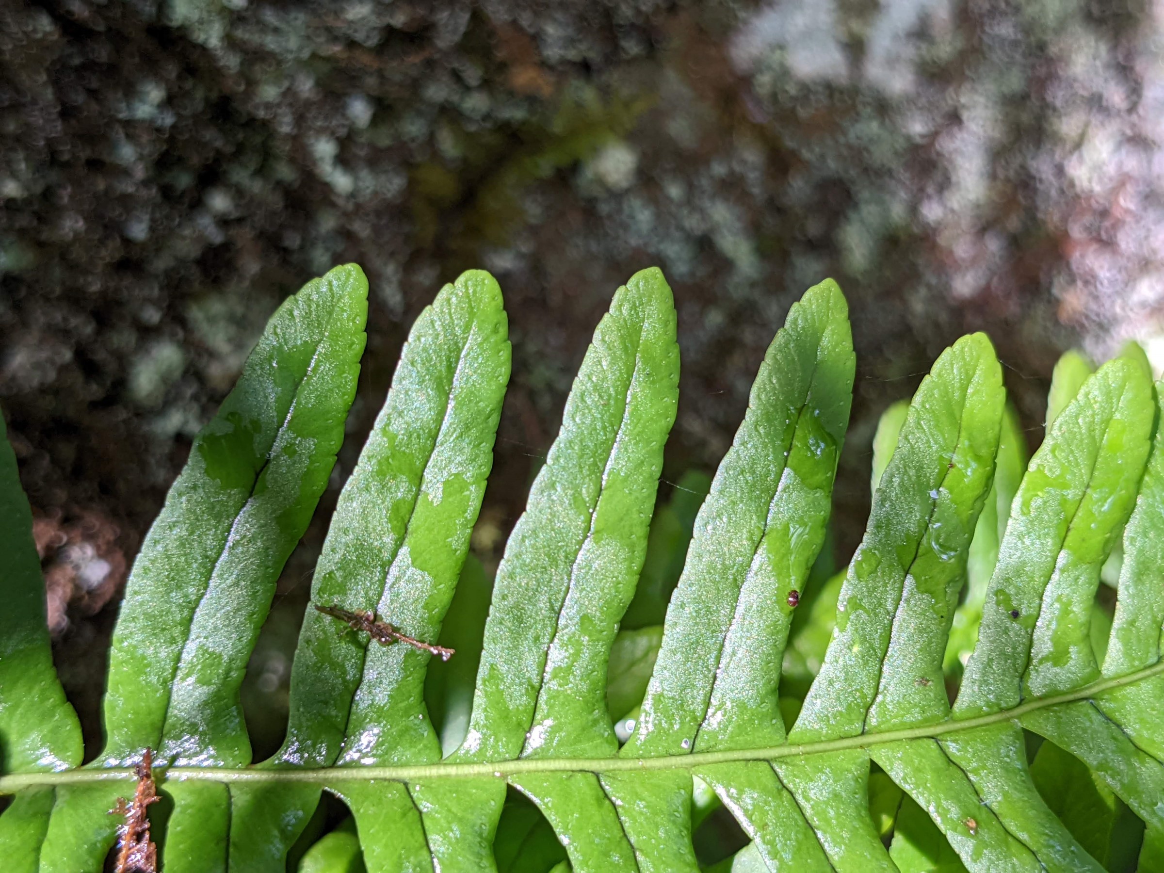 Polypodium appalachianum | Ferns and Lycophytes of the World