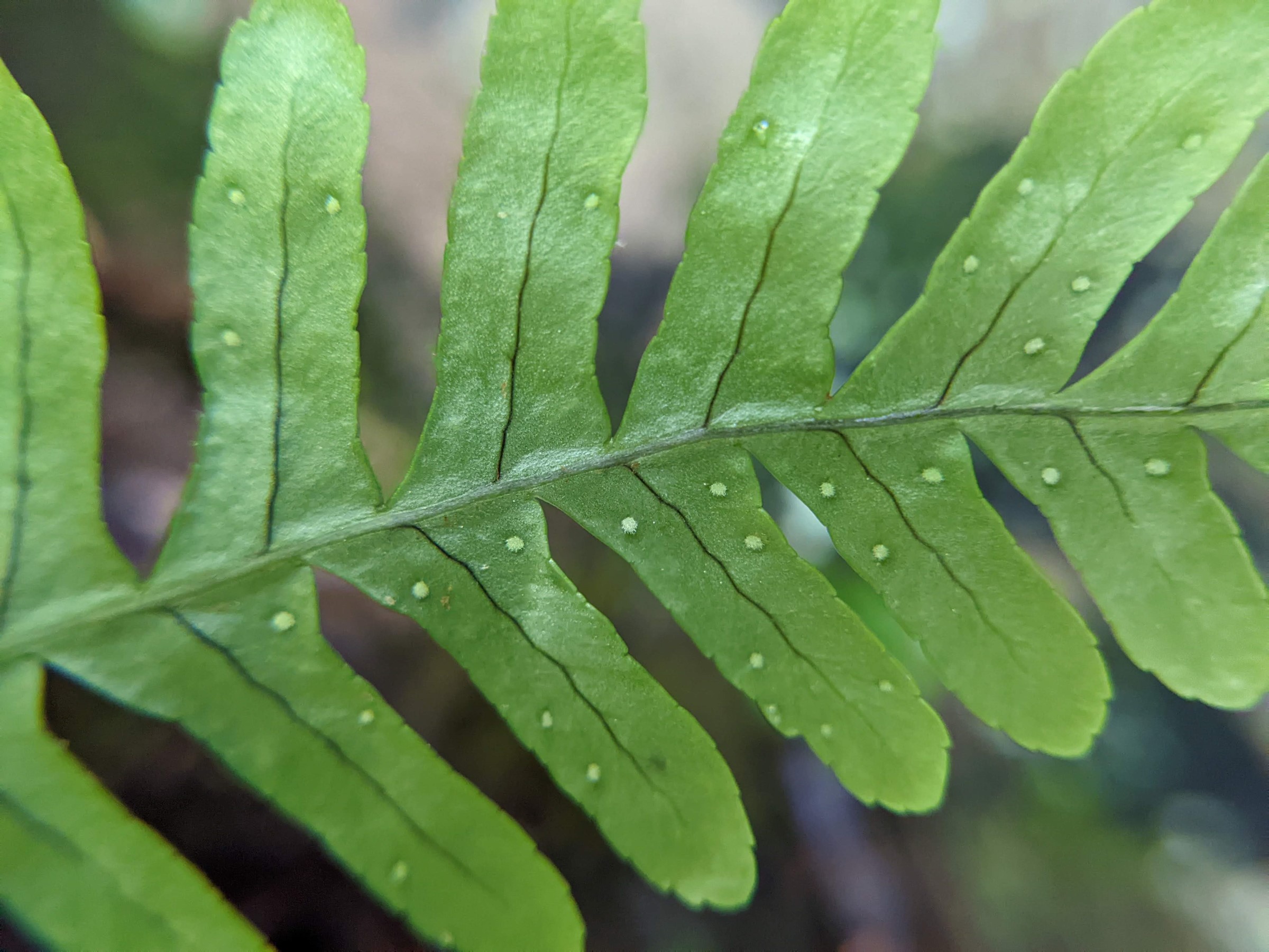 Polypodium appalachianum | Ferns and Lycophytes of the World