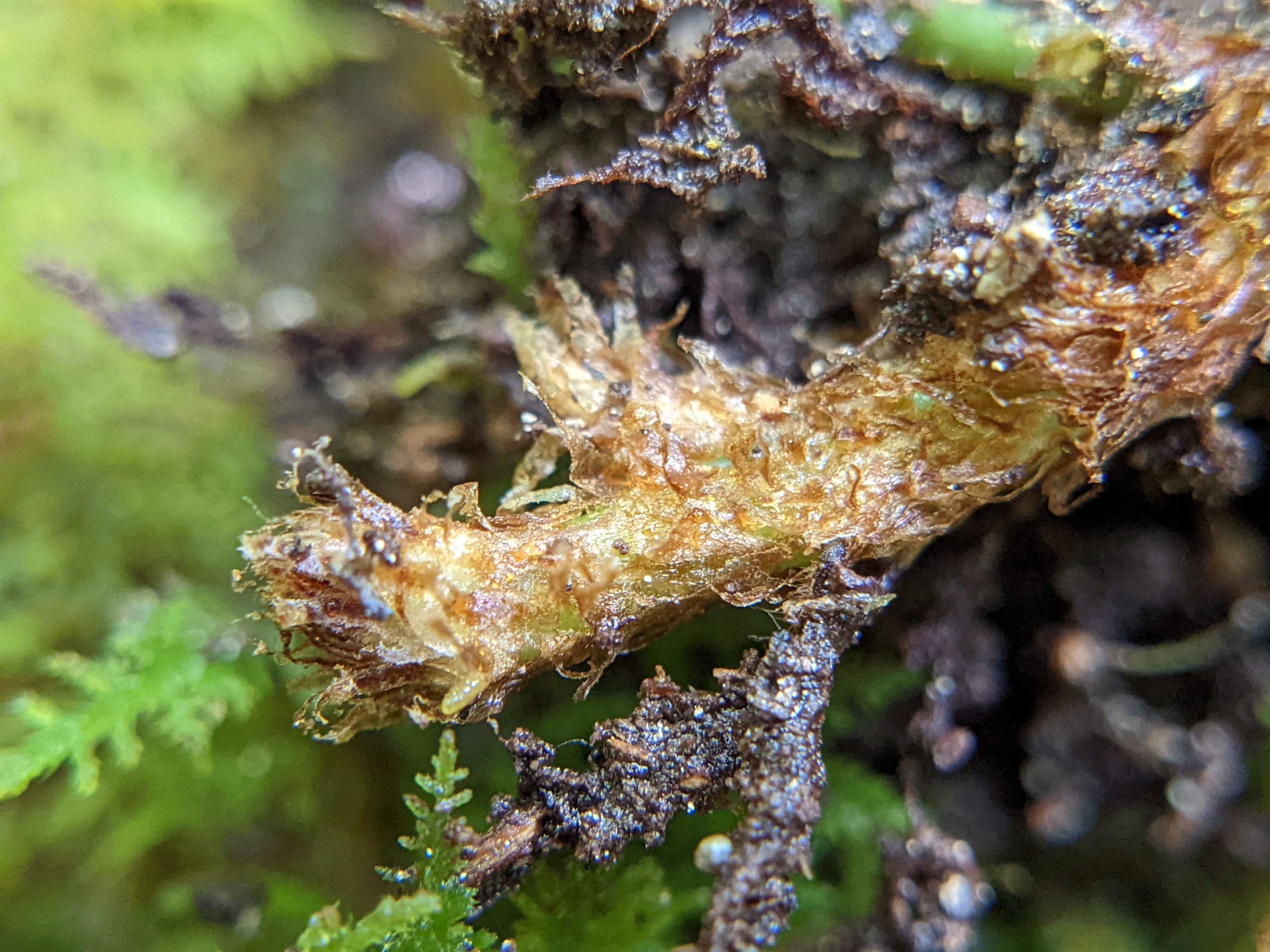 Polypodium appalachianum | Ferns and Lycophytes of the World