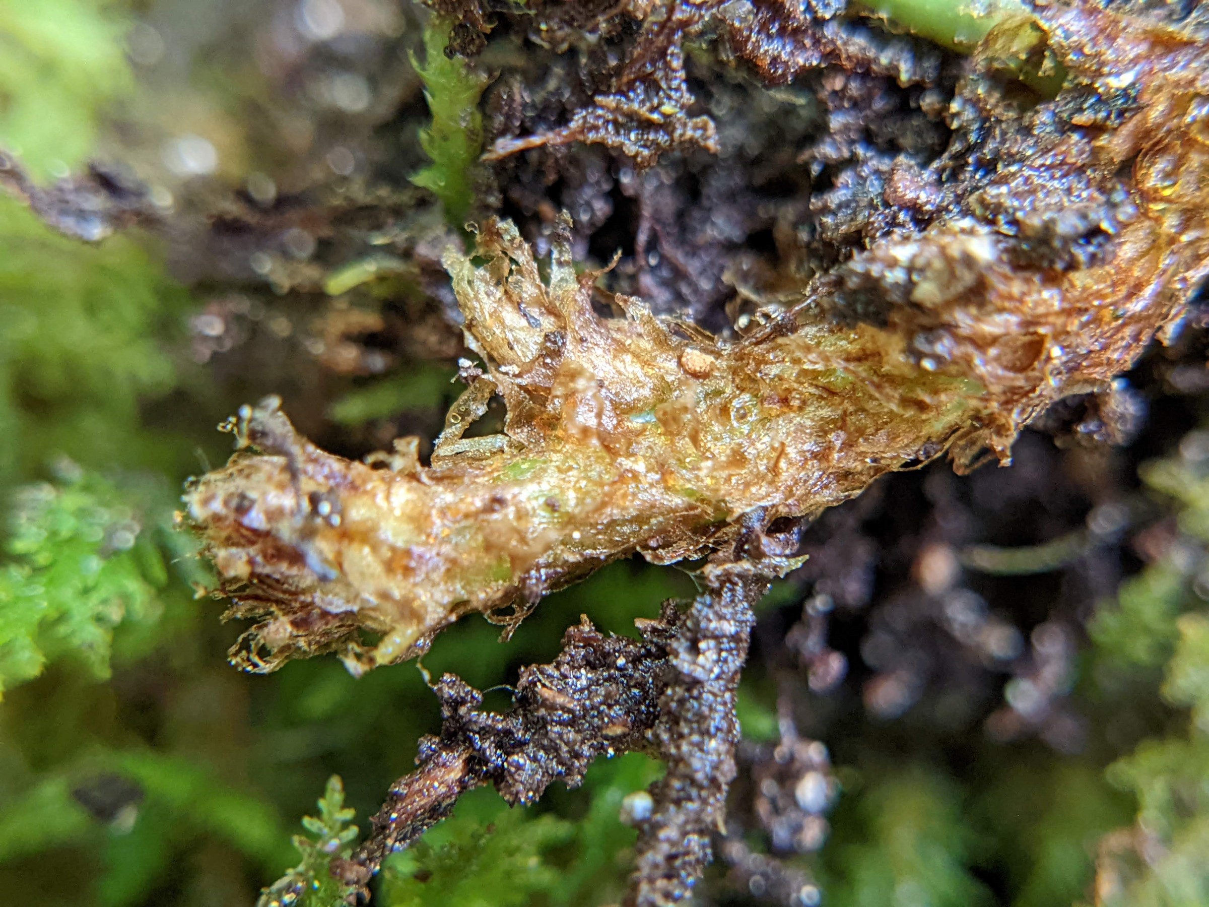 Polypodium appalachianum | Ferns and Lycophytes of the World