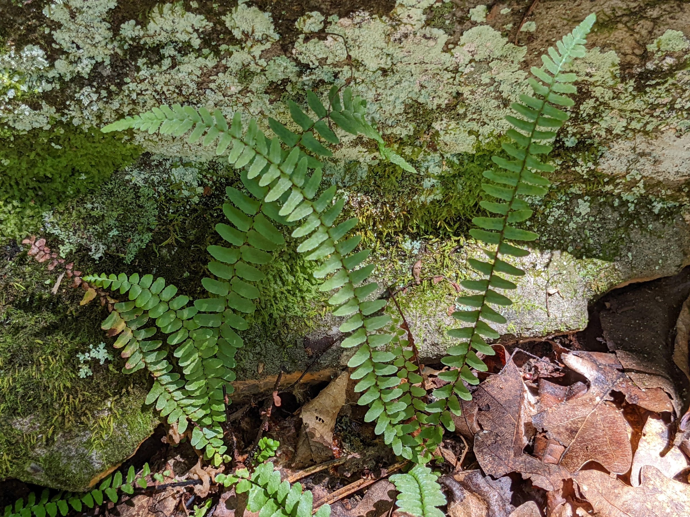 Asplenium Platyneuron