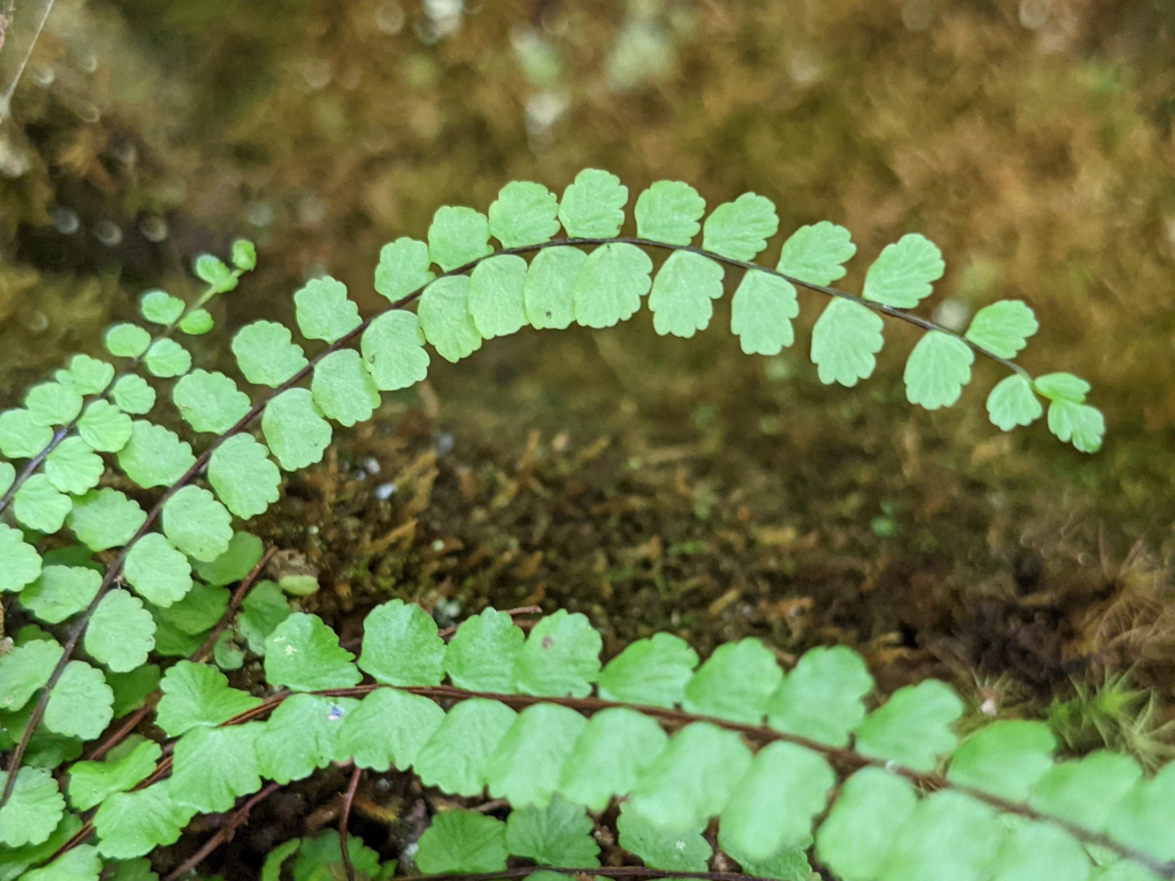 Asplenium trichomanes | Ferns and Lycophytes of the World