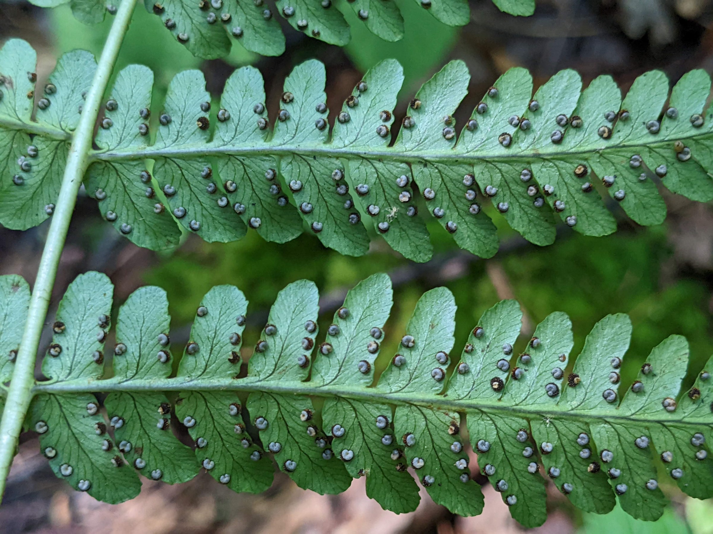 Dryopteris marginalis | Ferns and Lycophytes of the World